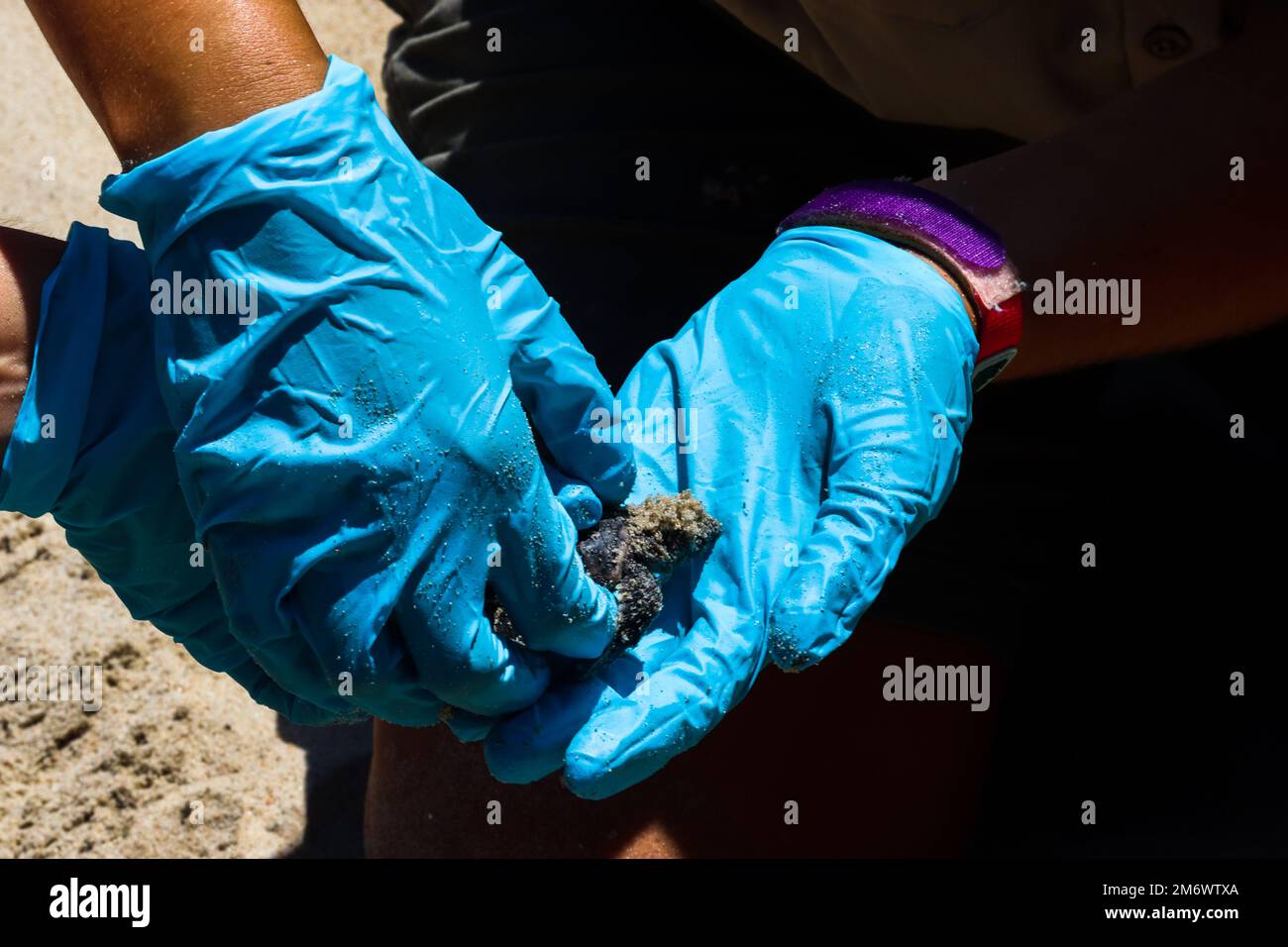 Endangered sea turtles hatching on the beach with assistance of park ...