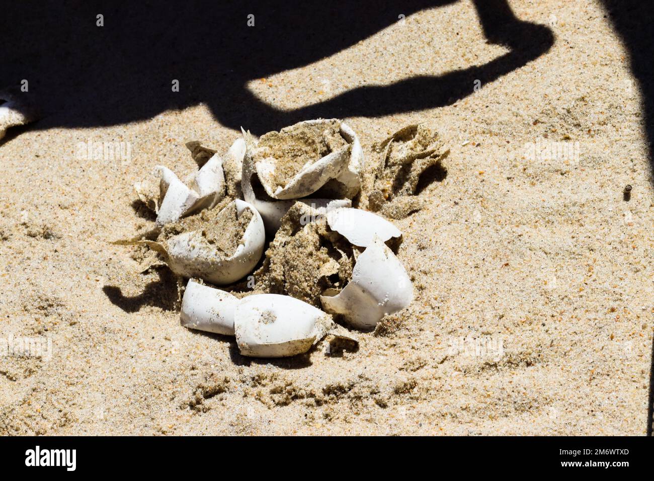 Endangered sea turtles hatching on the beach with assistance of park ...