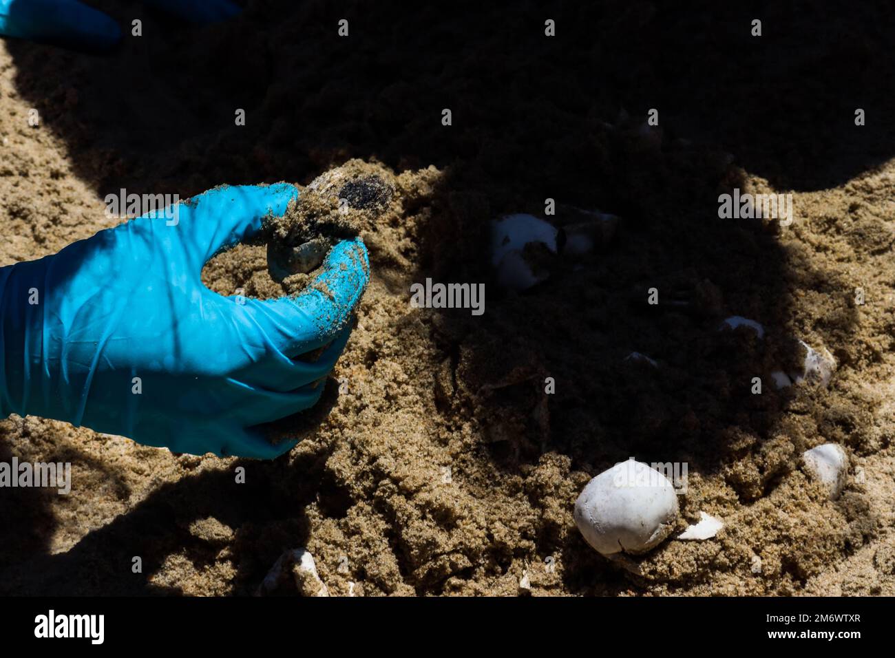 Endangered sea turtles hatching on the beach with assistance of park ...