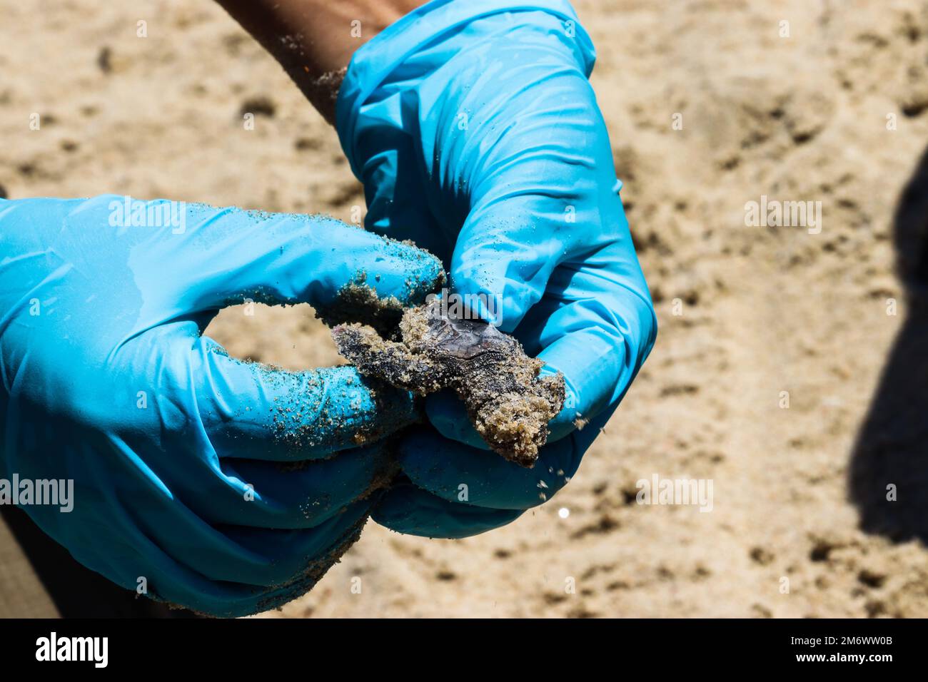 Endangered sea turtles hatching on the beach with assistance of park ...