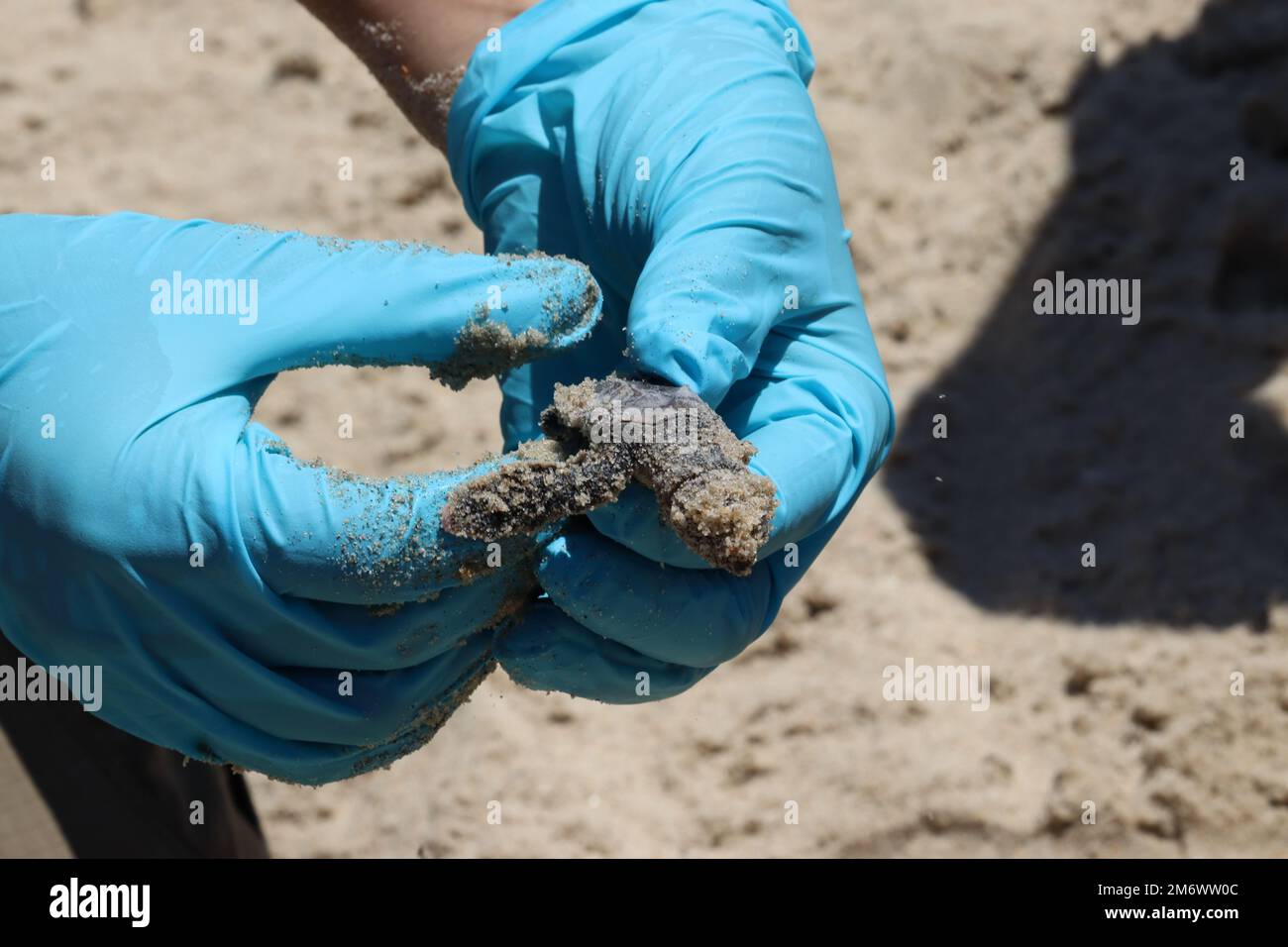 Endangered sea turtles hatching on the beach with assistance of park ...
