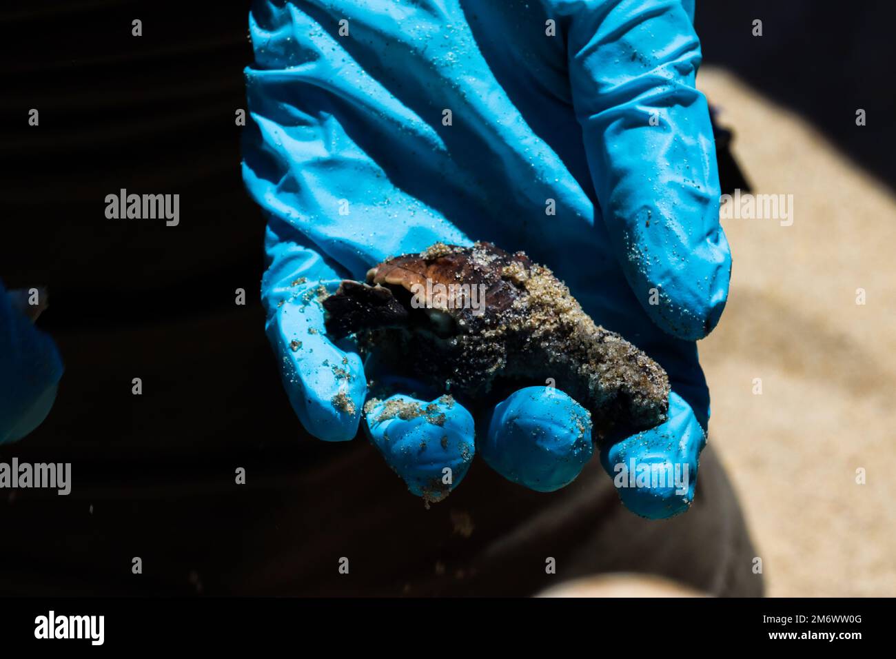 Endangered sea turtles hatching on the beach with assistance of park ...