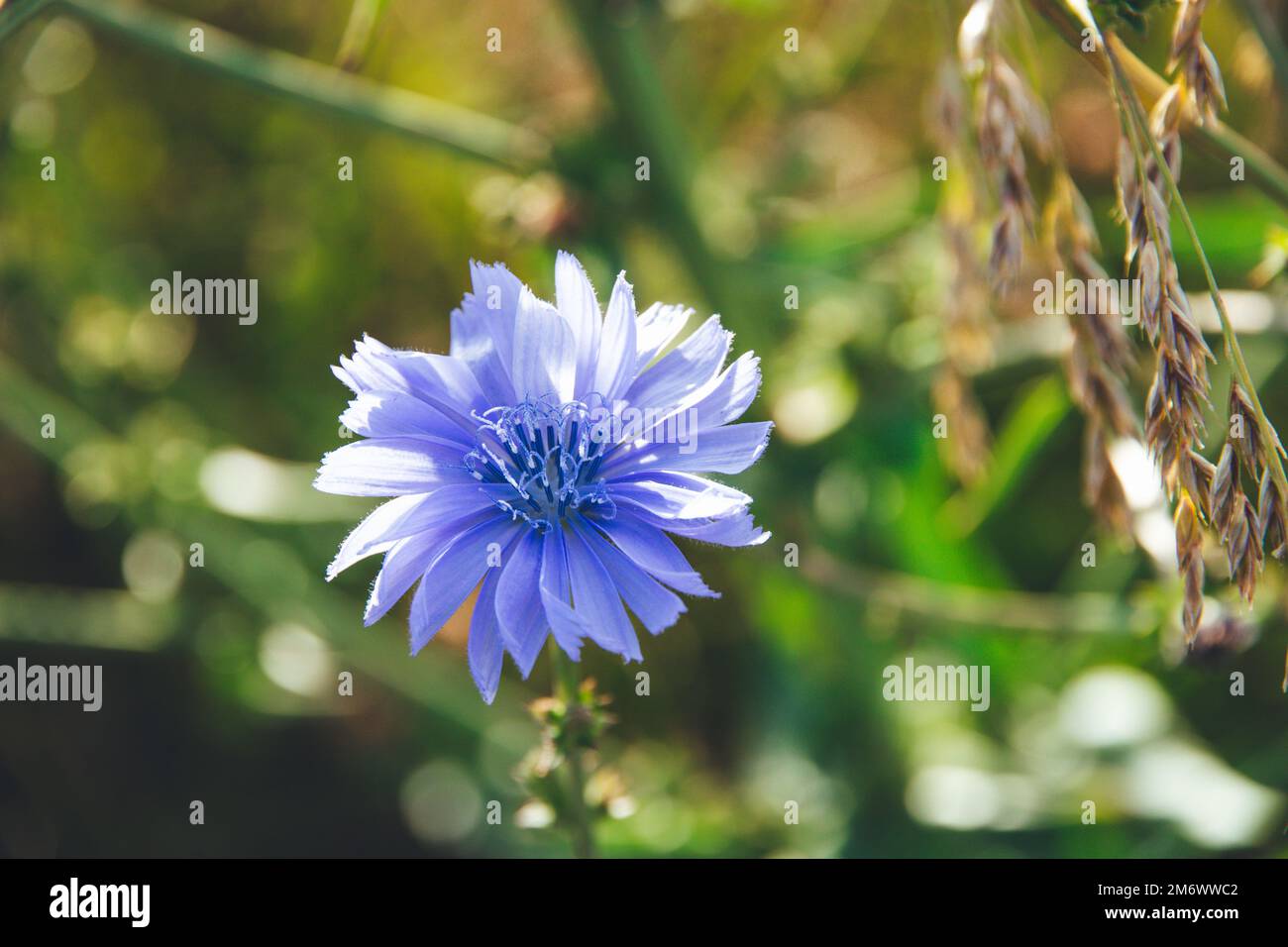 a walk around glenn innes Stock Photo - Alamy