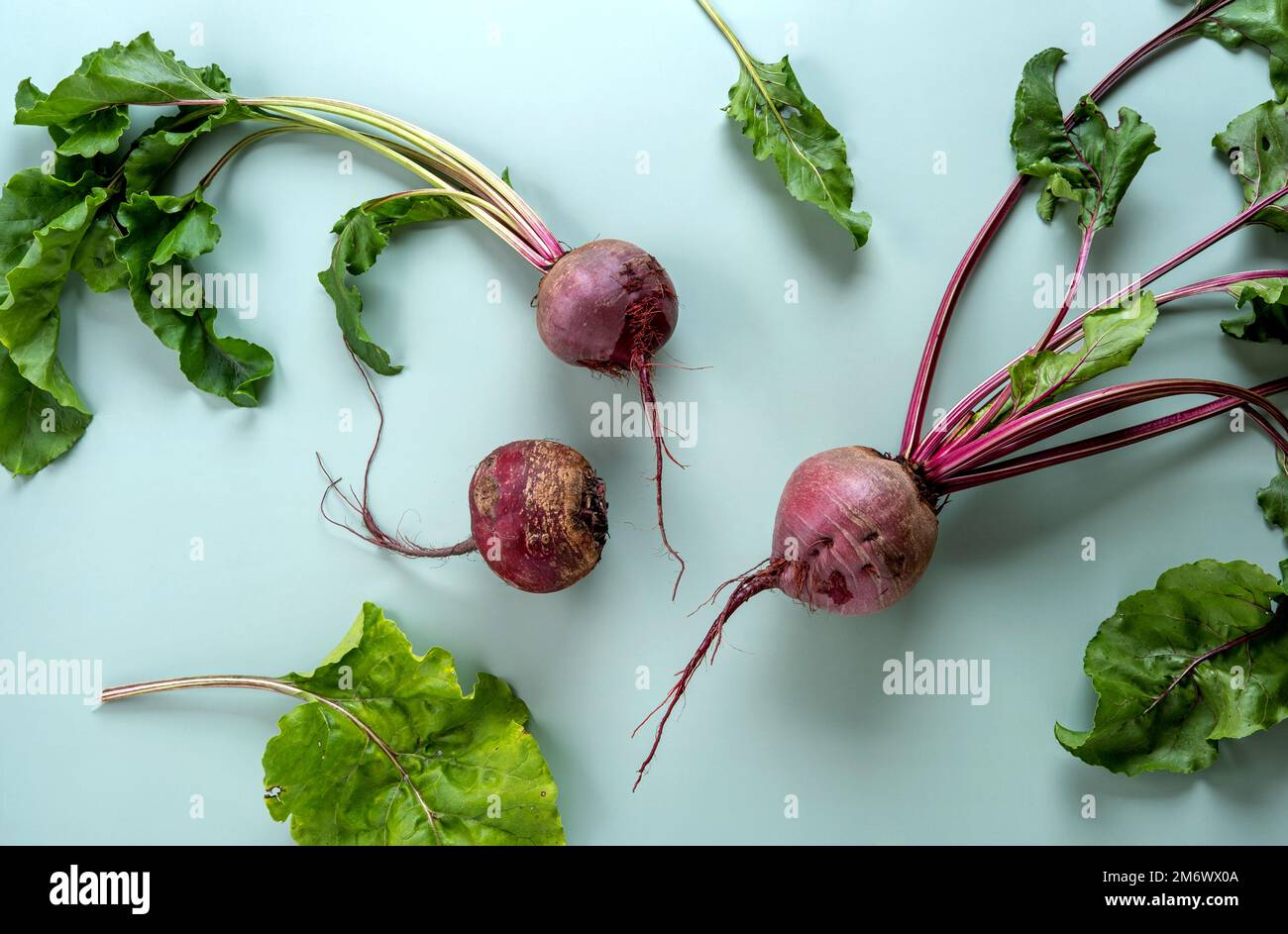 Bunch of fresh beetroot. Freshly bunch harvest. Fresh farm vegetables ...