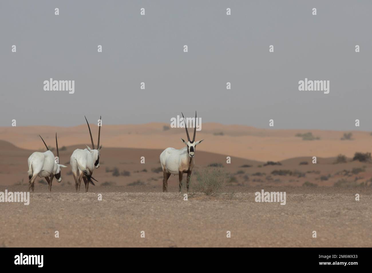 A group of arabian oryxes in desert landscape with one oryx looking at ...