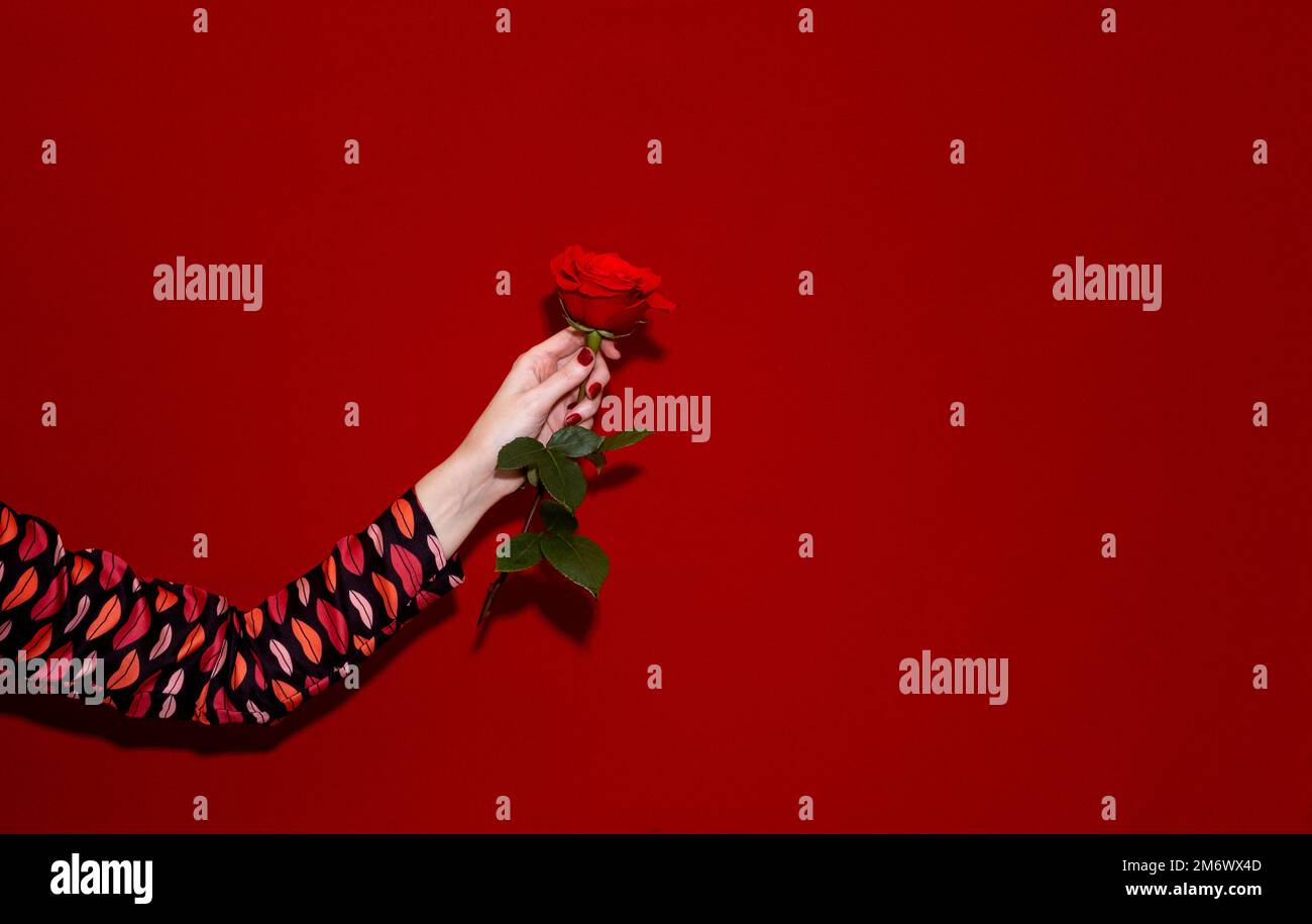 Valentine's Day. Woman's hand hold a red rose on a red background Stock ...