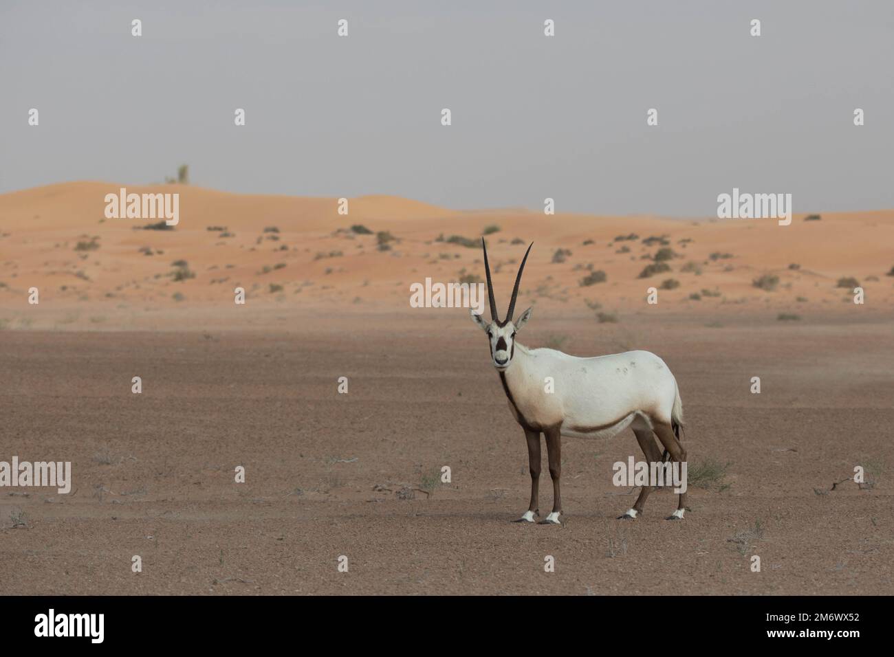 Al maha qatar hi-res stock photography and images - Alamy