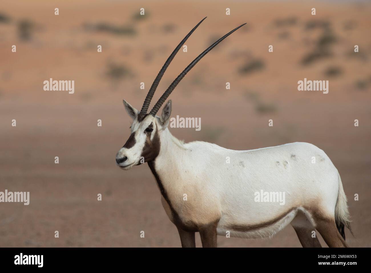 Al maha qatar hi-res stock photography and images - Alamy