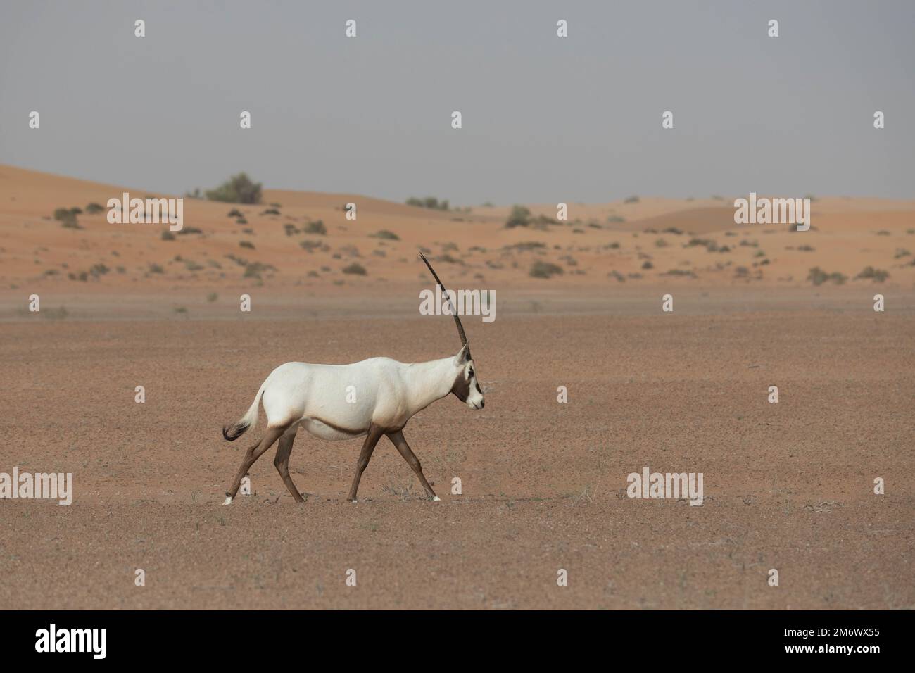 Al maha qatar hi-res stock photography and images - Alamy