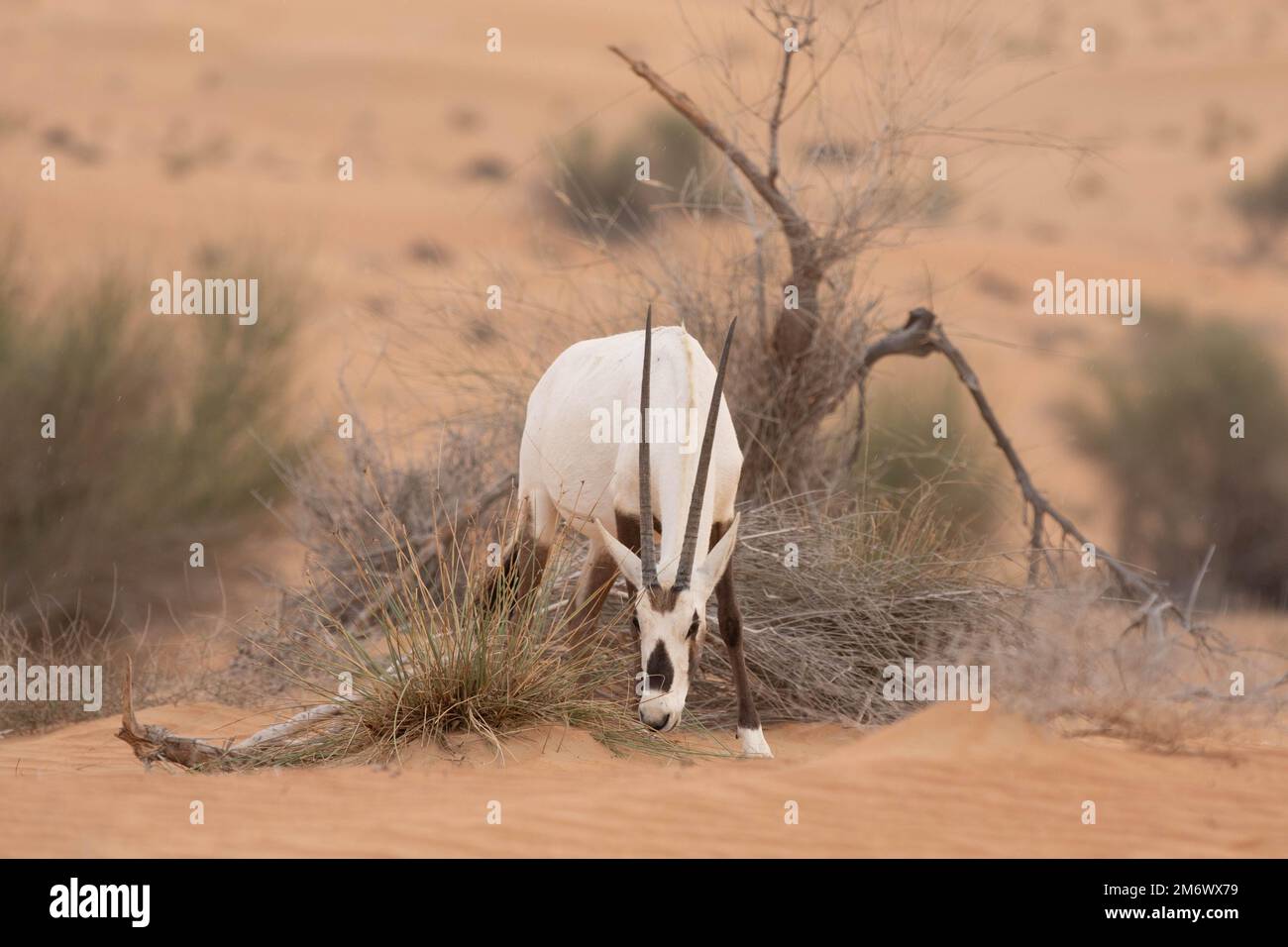 Arabian oryx eating hi-res stock photography and images - Alamy