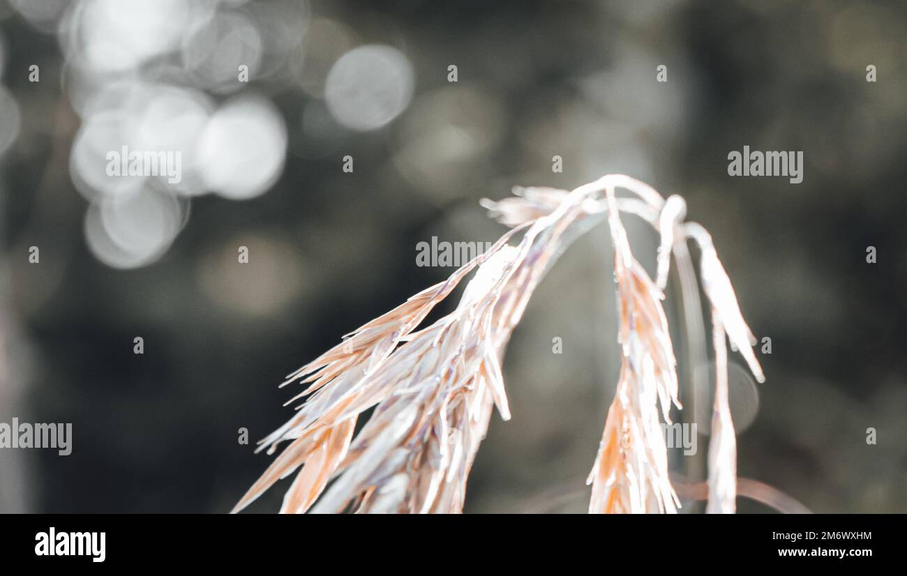 a walk around glenn innes Stock Photo - Alamy