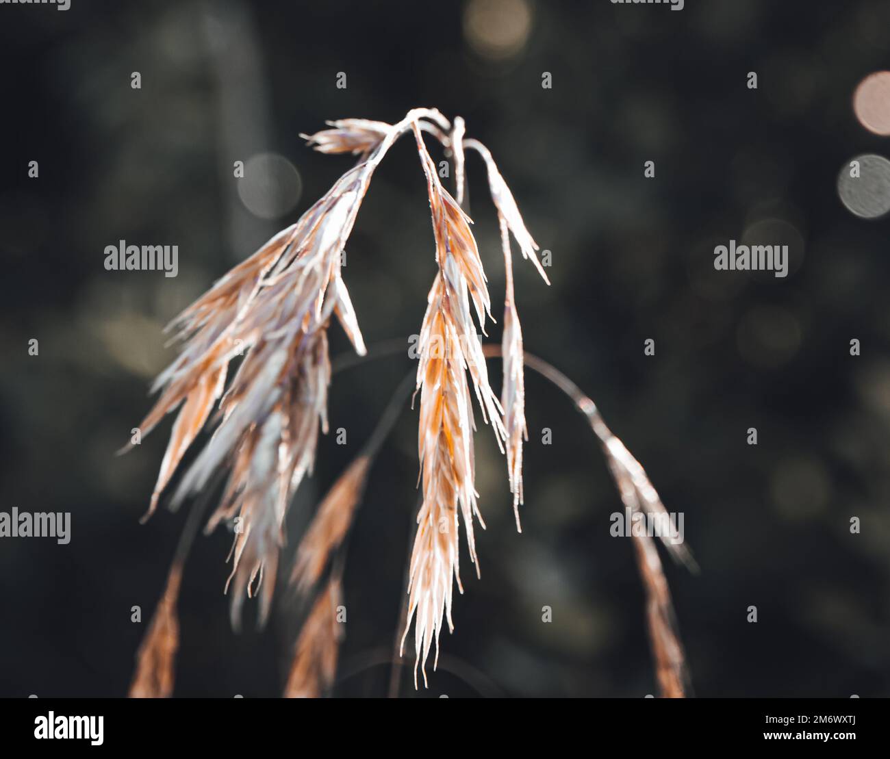 Glenn innes hi-res stock photography and images - Alamy
