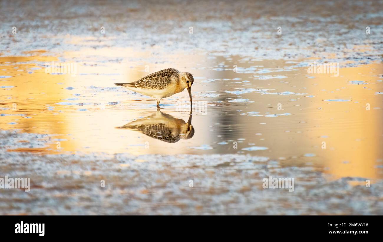 Pied avocet reflection morning hi-res stock photography and images - Alamy