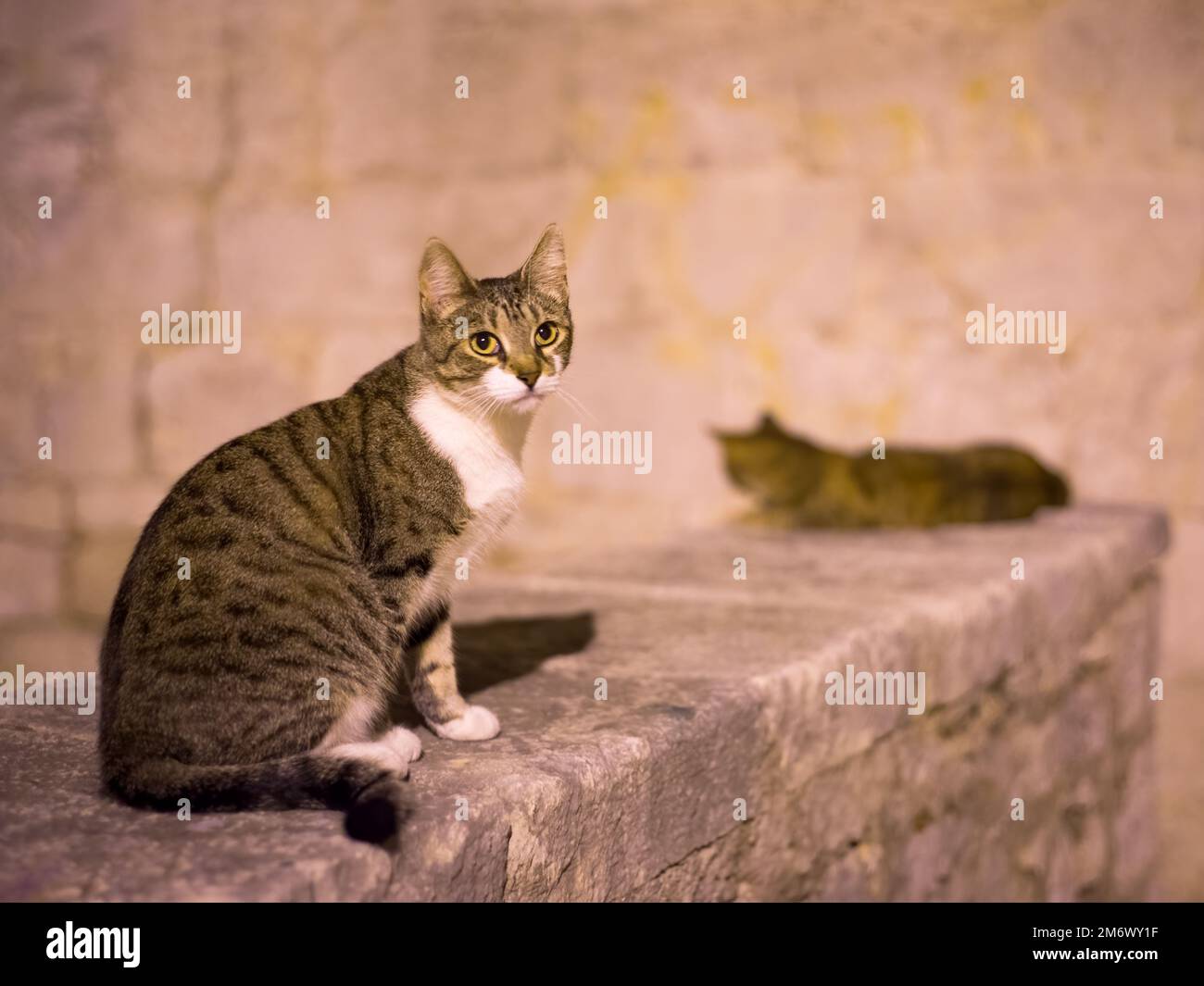 Sitting on a split hi-res stock photography and images - Alamy