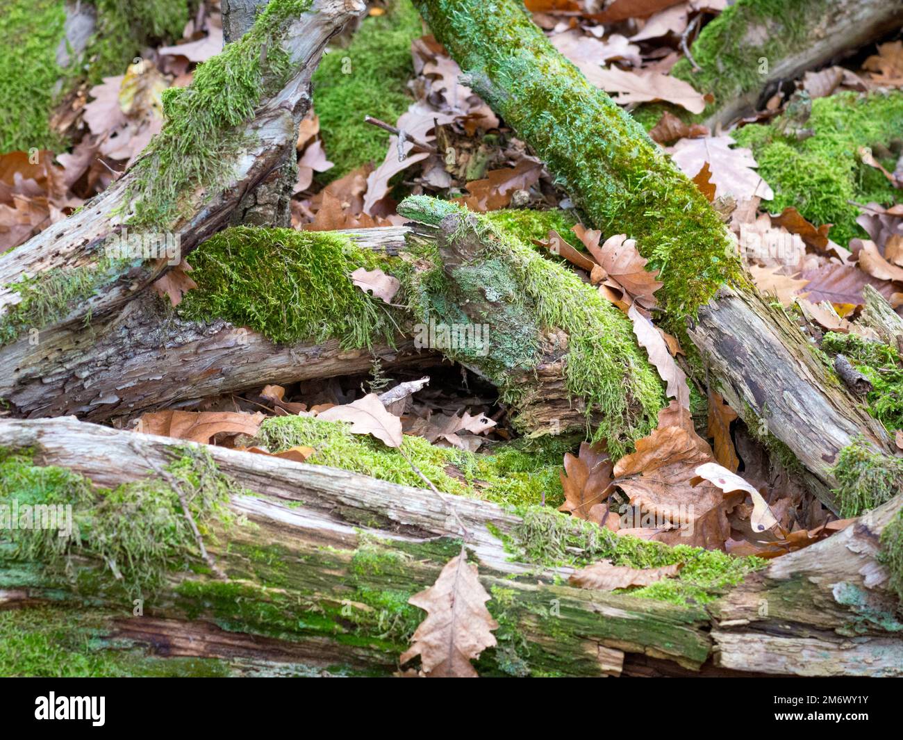Moss and tree branches hi-res stock photography and images - Alamy