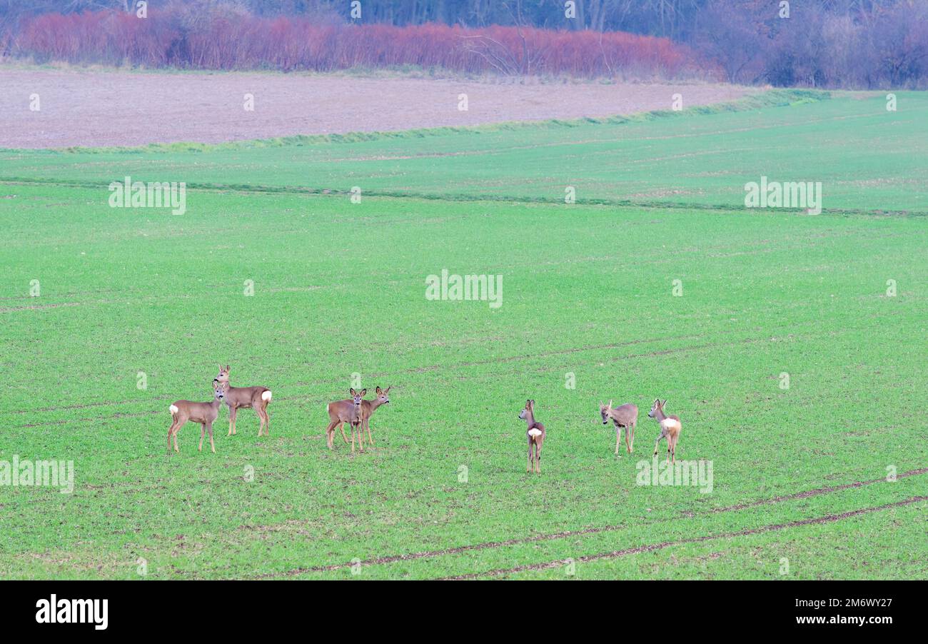 Deer family group hi-res stock photography and images - Alamy