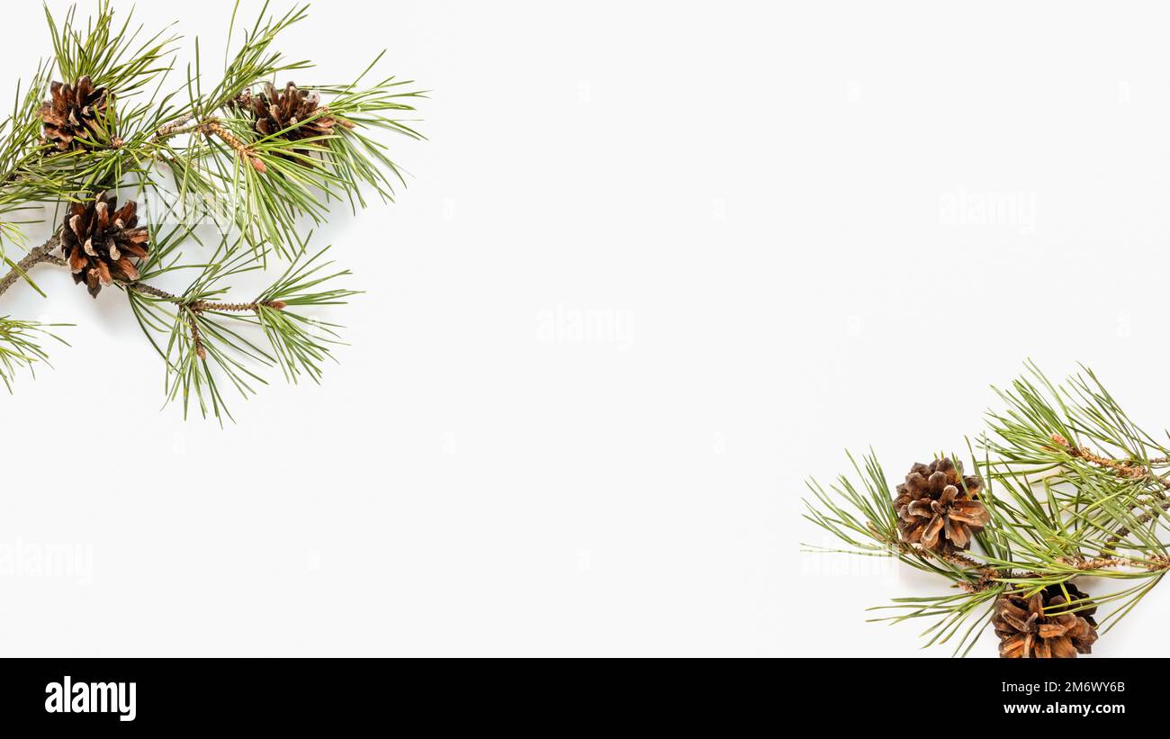 Pine tree branches on white background for winter holidays designs with ...