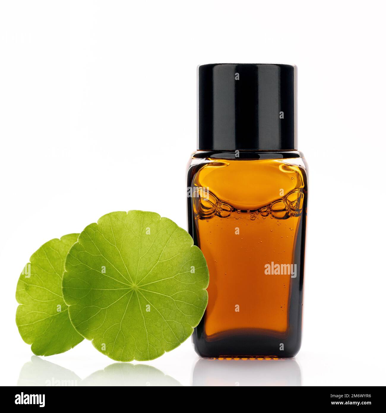 Close up centella asiatica extract in amber bottle with centella ...