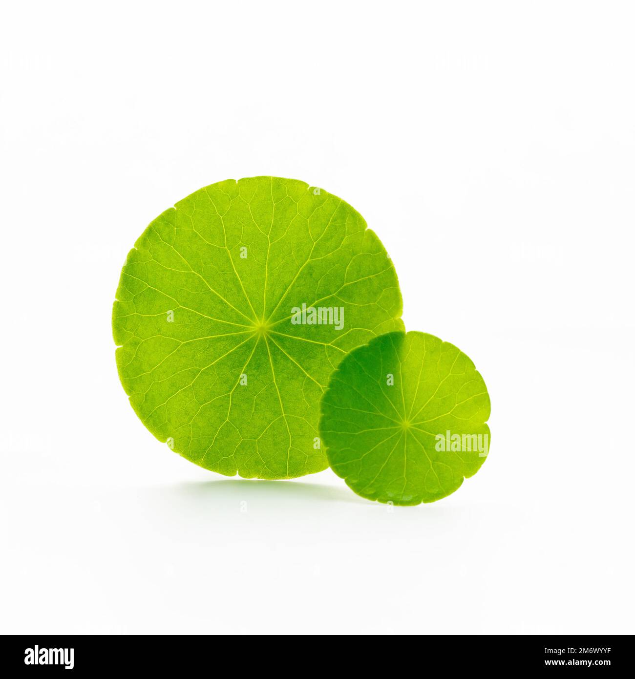 Close up centella asiatica leaves isolated on white background Stock ...