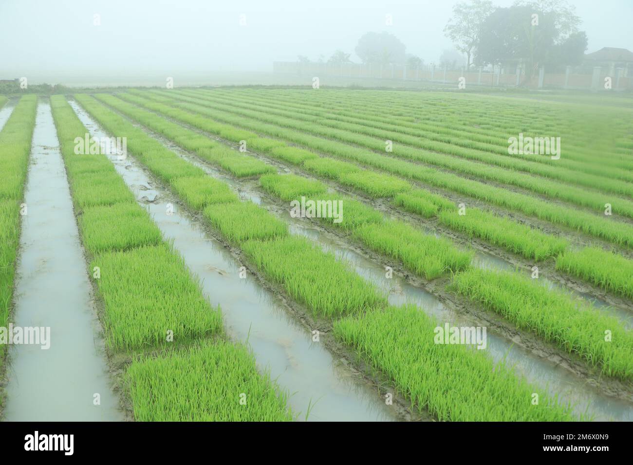 Rice seedling growing in field. The beginning of a rice plant Stock ...