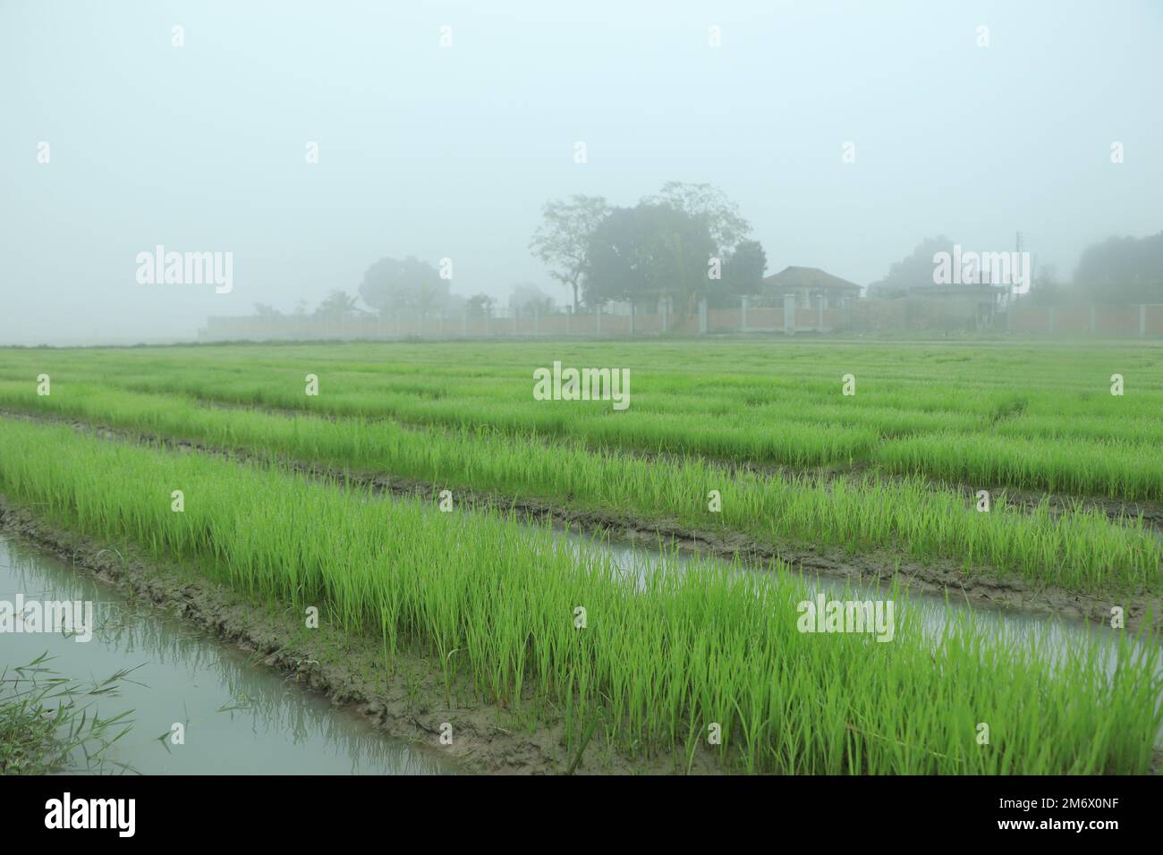 rice seedling growing in the rice field Stock Photo - Alamy