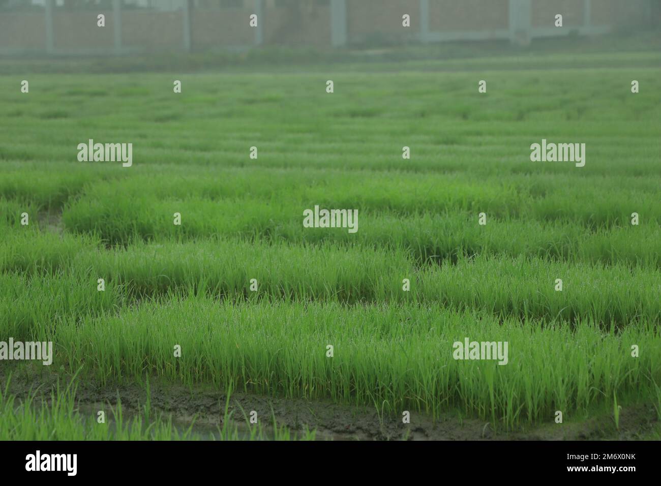 rice seedling growing in the rice field Stock Photo - Alamy