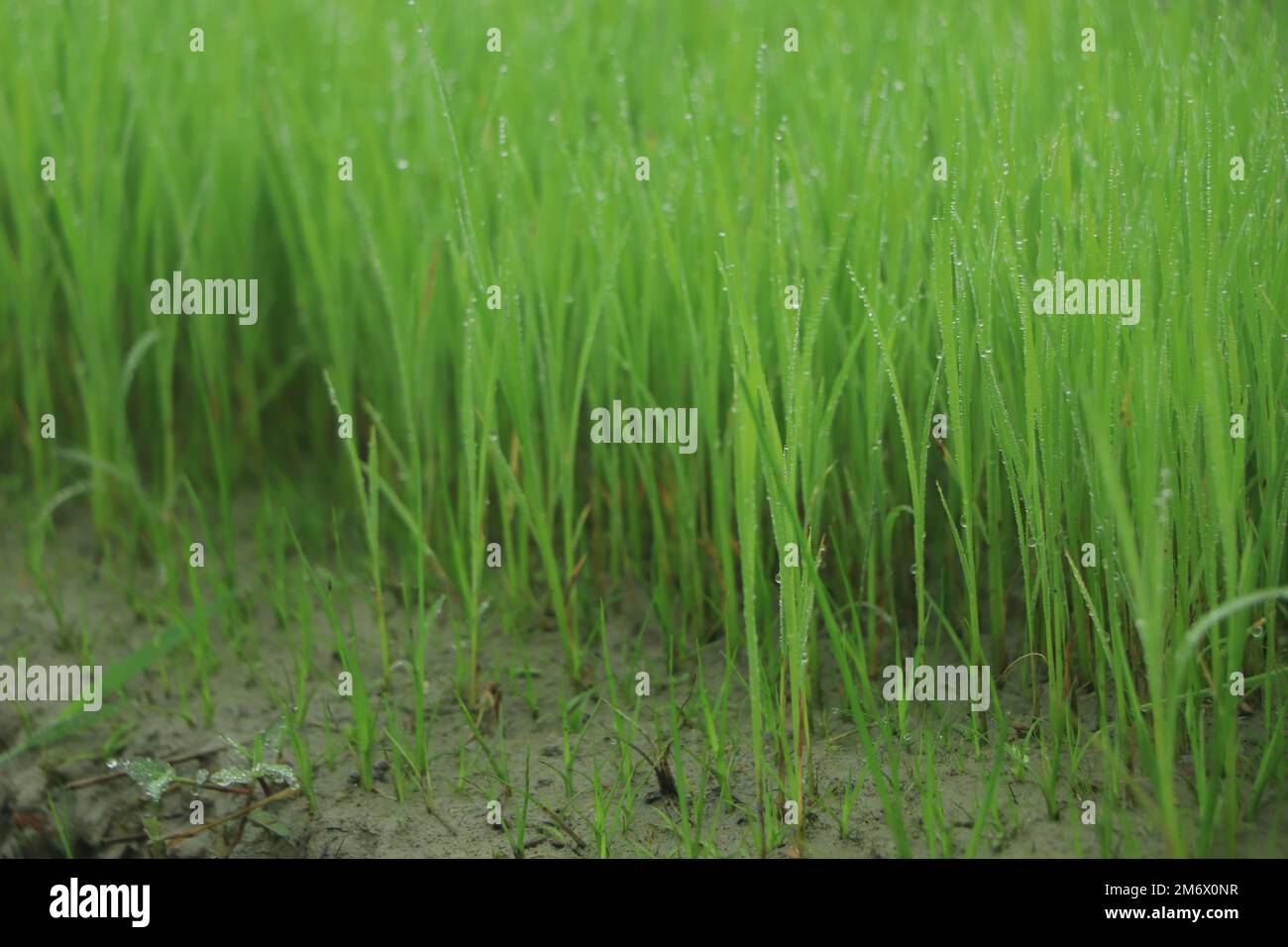 Rice seedling bed in winter season Stock Photo - Alamy