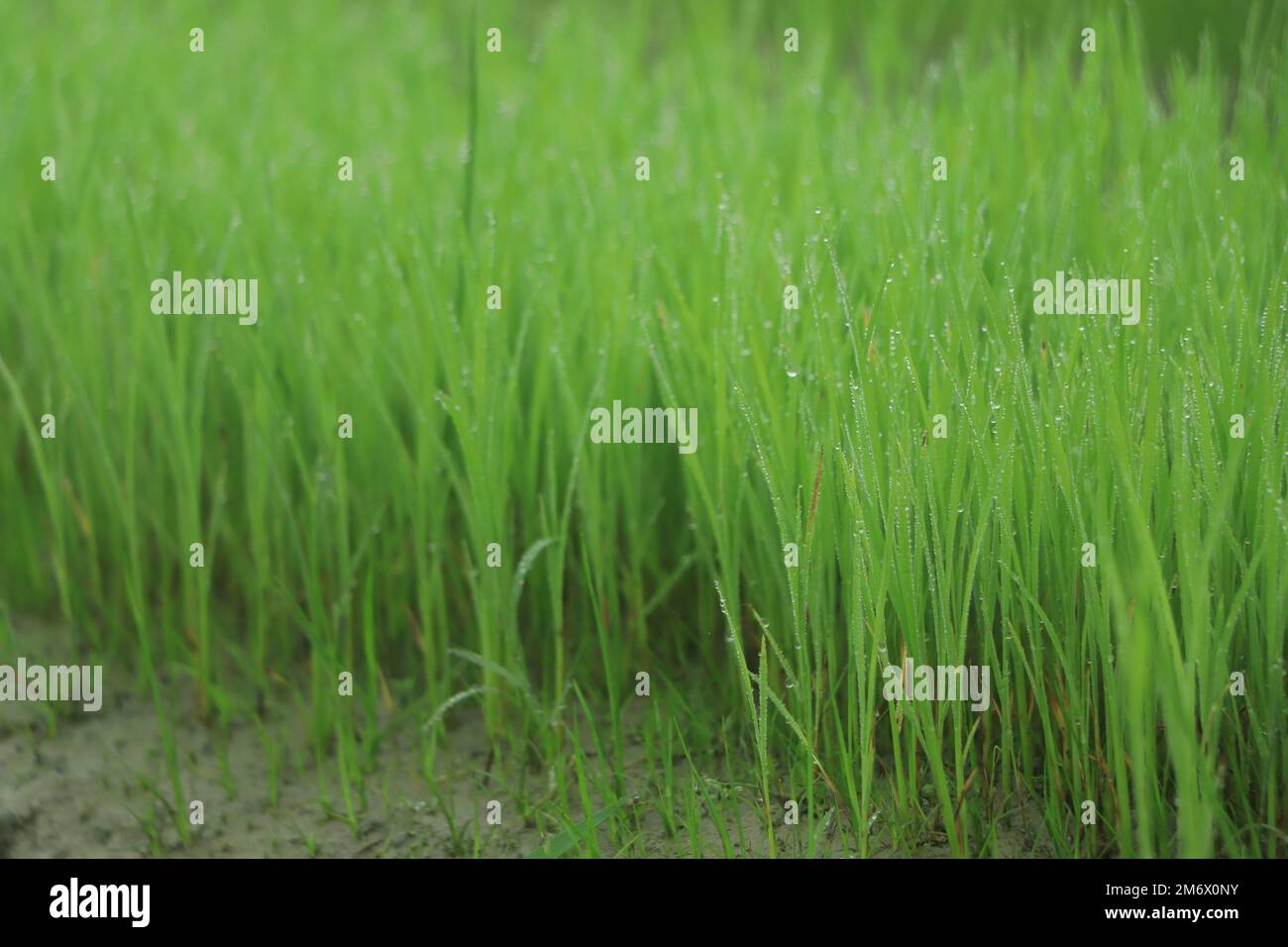 Beautiful rice seedling in water hi-res stock photography and images ...