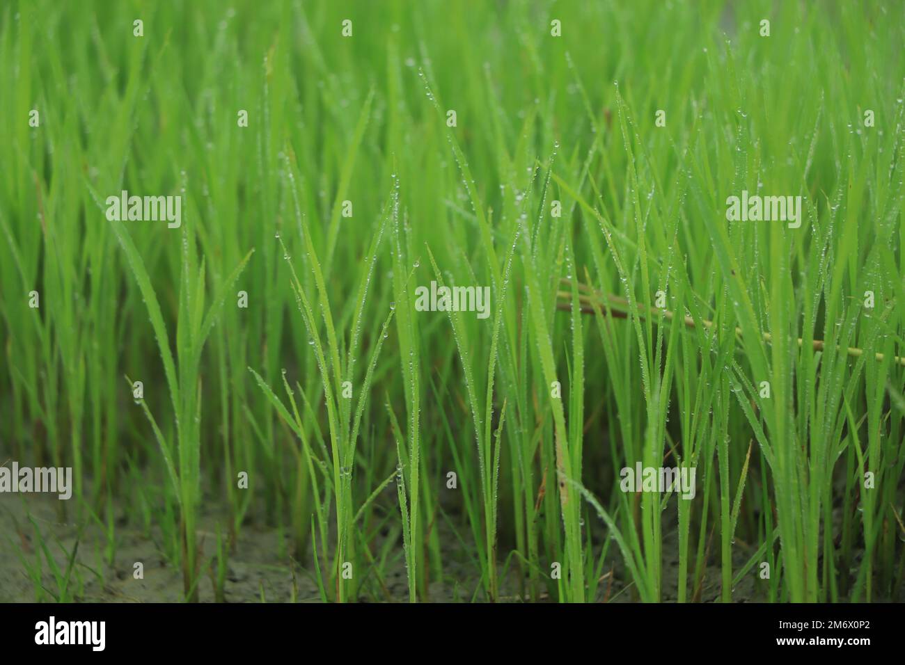 rice seedling growing in the rice field Stock Photo - Alamy