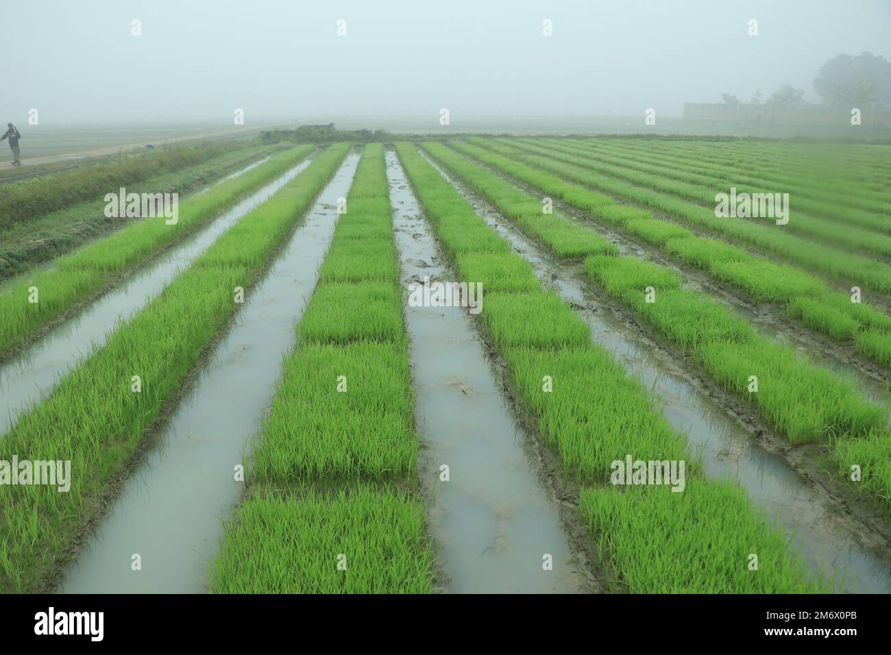 Rice seedling growing in field. The beginning of a rice plant Stock ...