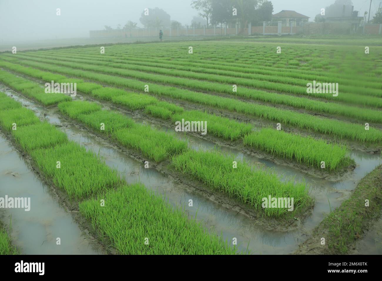 Close up seedlings of rice in rice fields with wet drops on the fresh ...