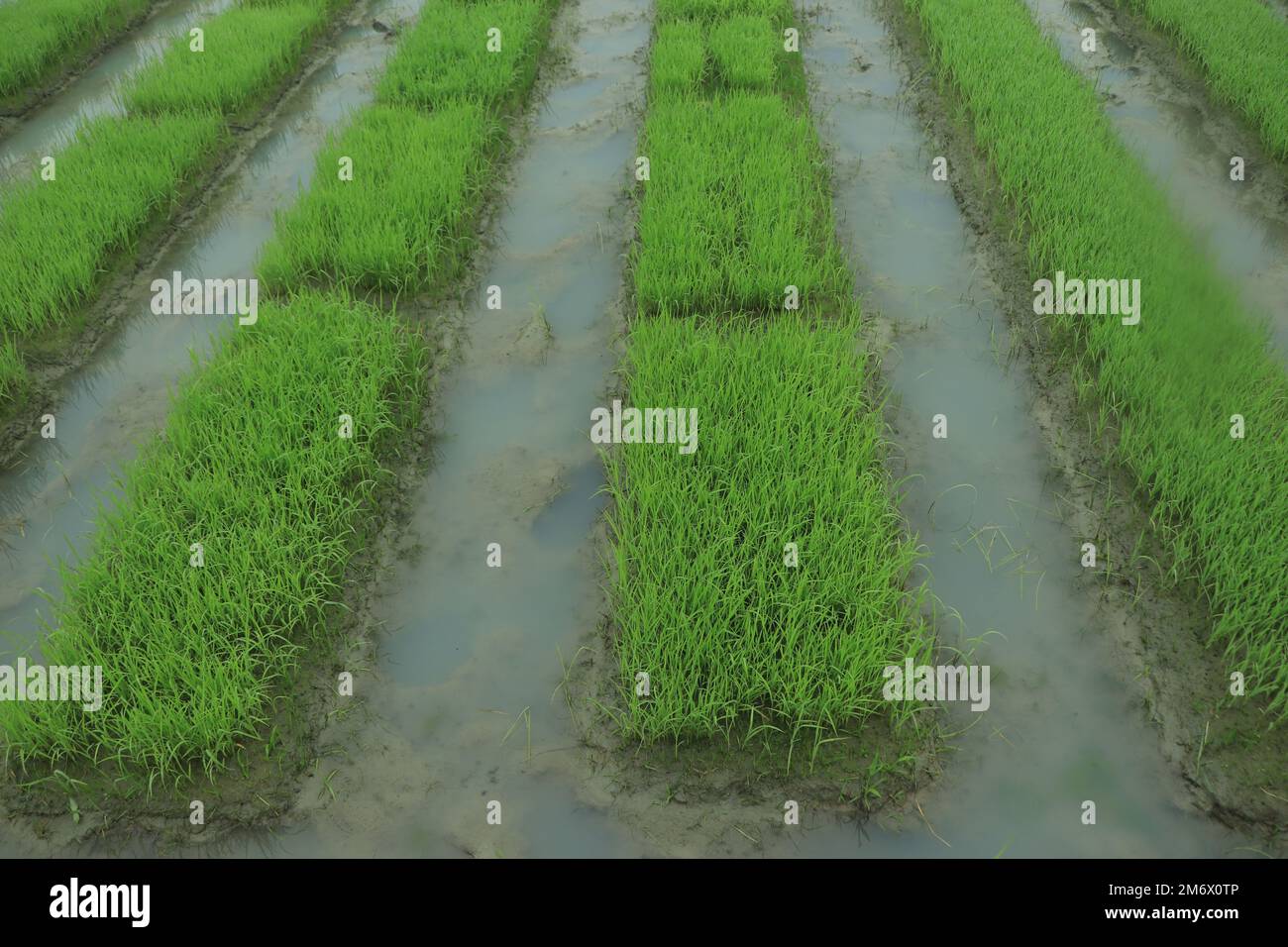 Close up seedlings of rice in rice fields with wet drops on the fresh ...