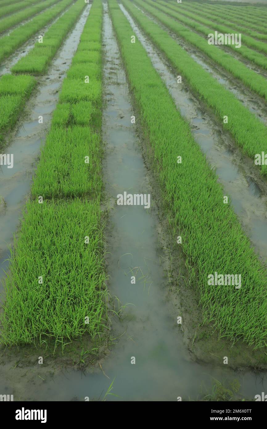 Close up seedlings of rice in rice fields with wet drops on the fresh ...