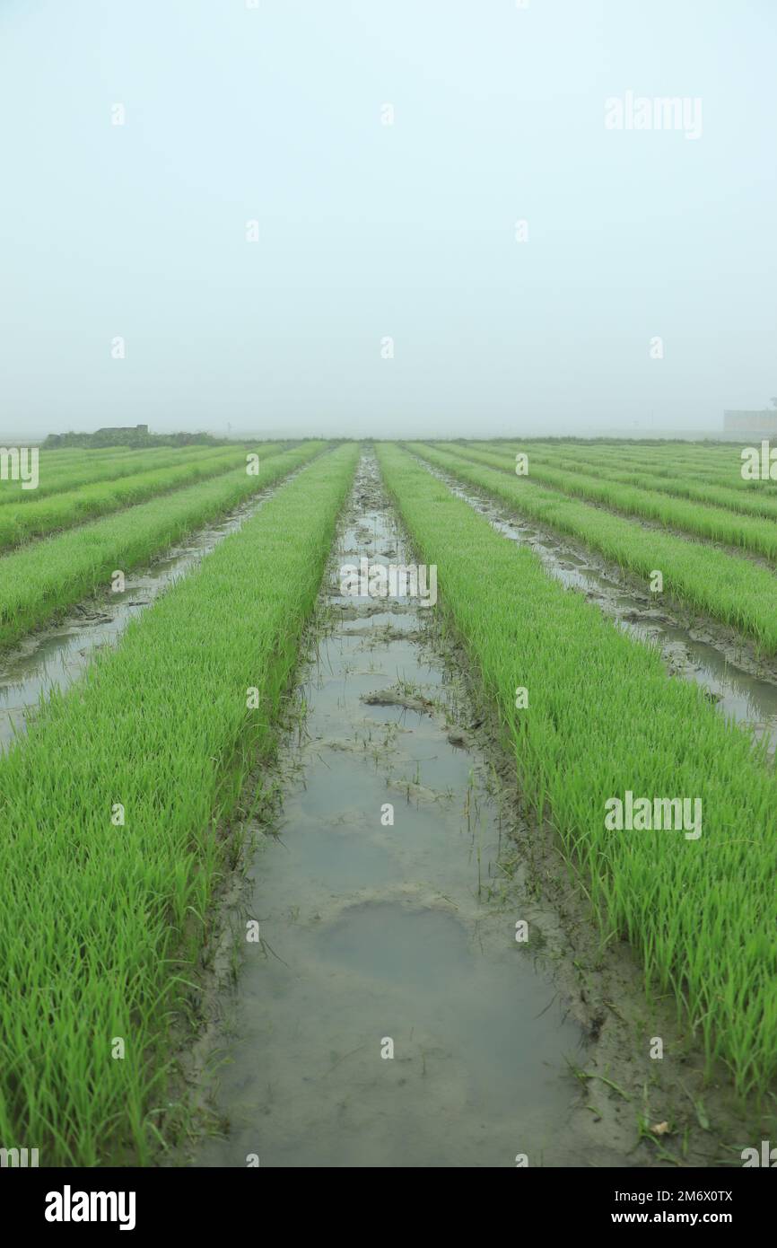 Close up seedlings of rice in rice fields with wet drops on the fresh ...