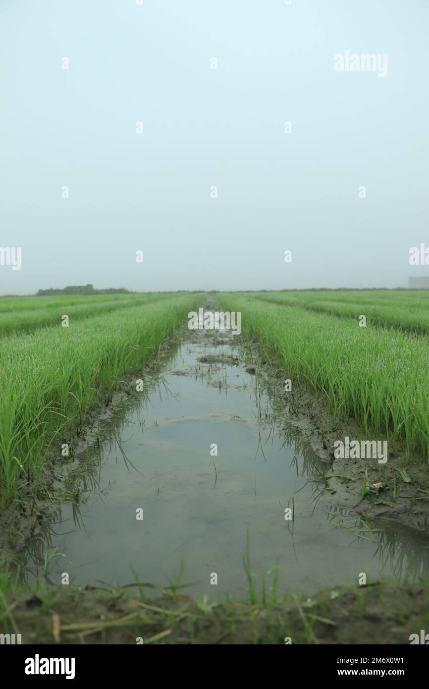 The beginning of a rice plant Stock Photo - Alamy