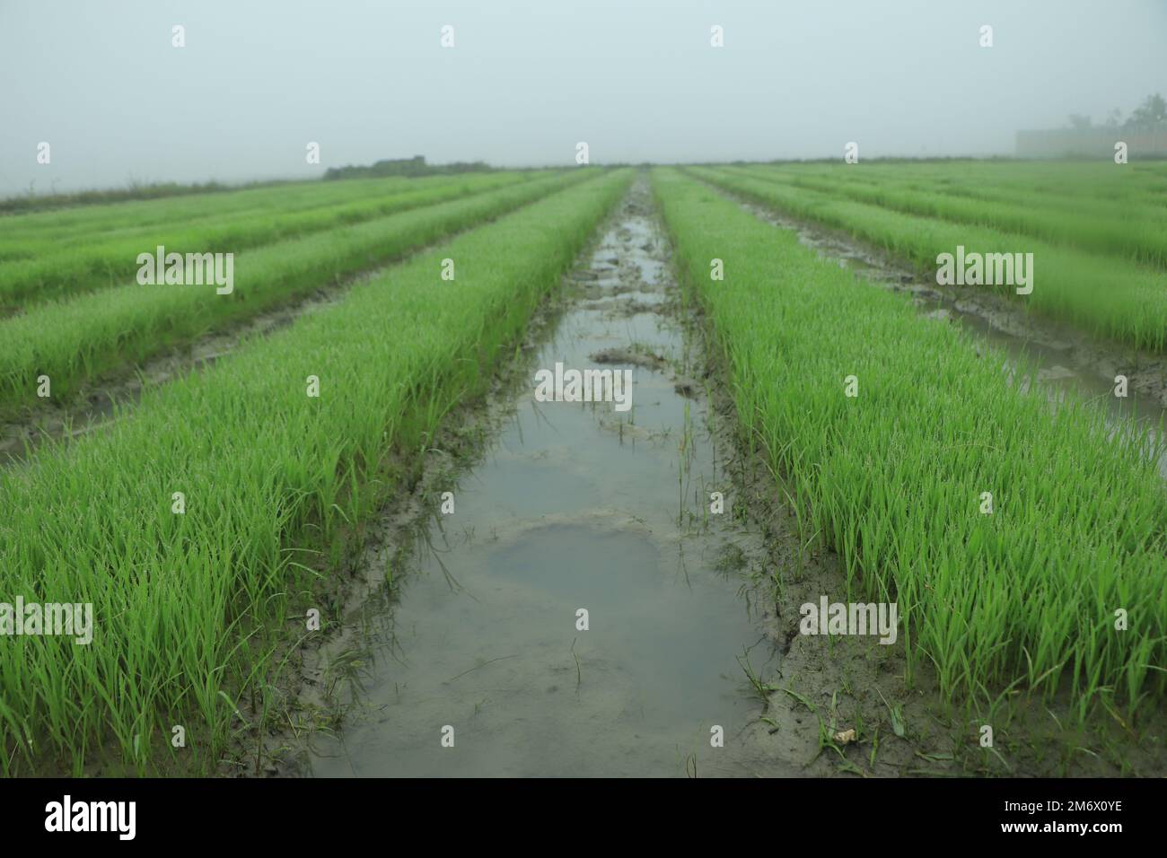 Close up seedlings of rice in rice fields with wet drops on the fresh ...