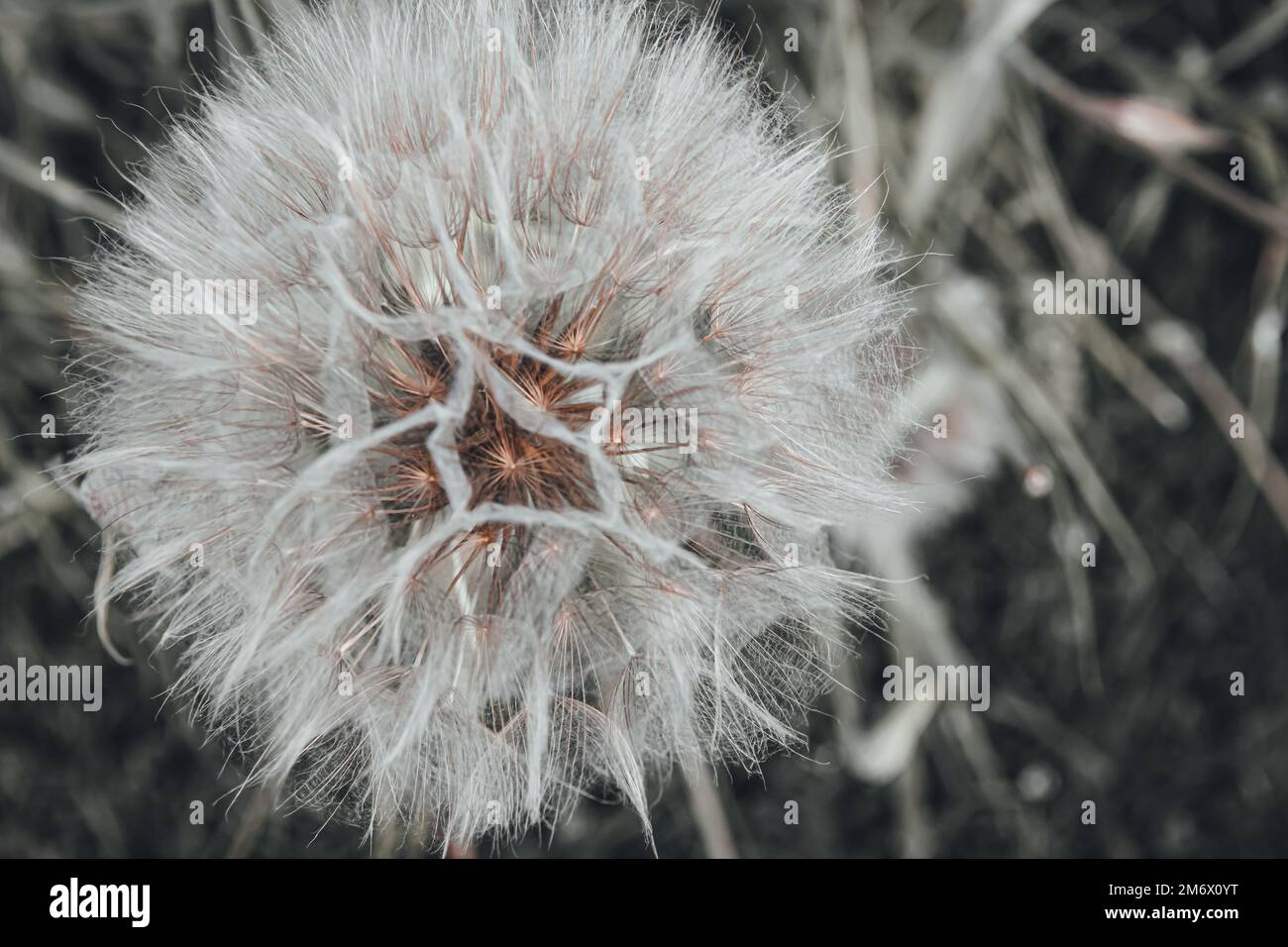 Glenn innes hi-res stock photography and images - Alamy