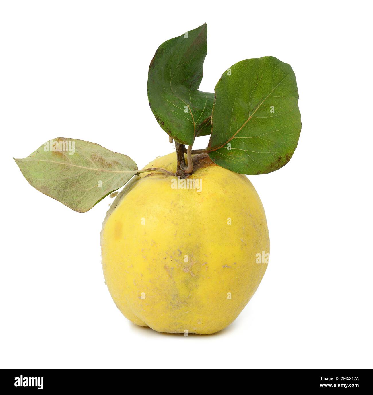 Ripe yellow quince fruit isolated on white background Stock Photo - Alamy