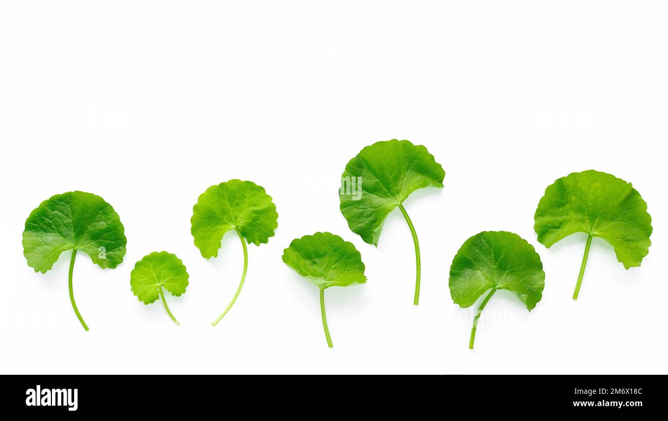 Close up centella asiatica leaves isolated on white background top view ...