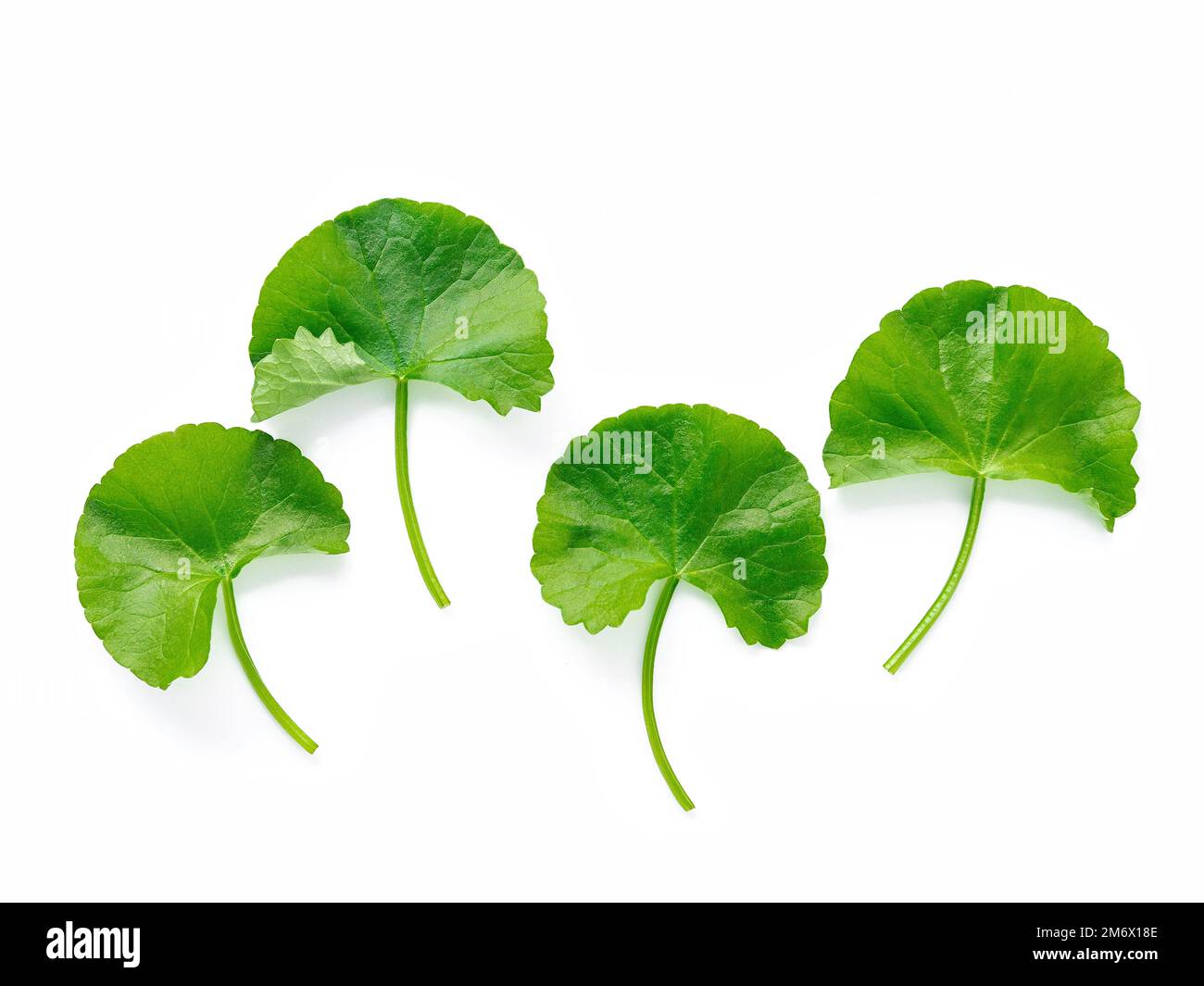 Close up centella asiatica leaves isolated on white background top view ...