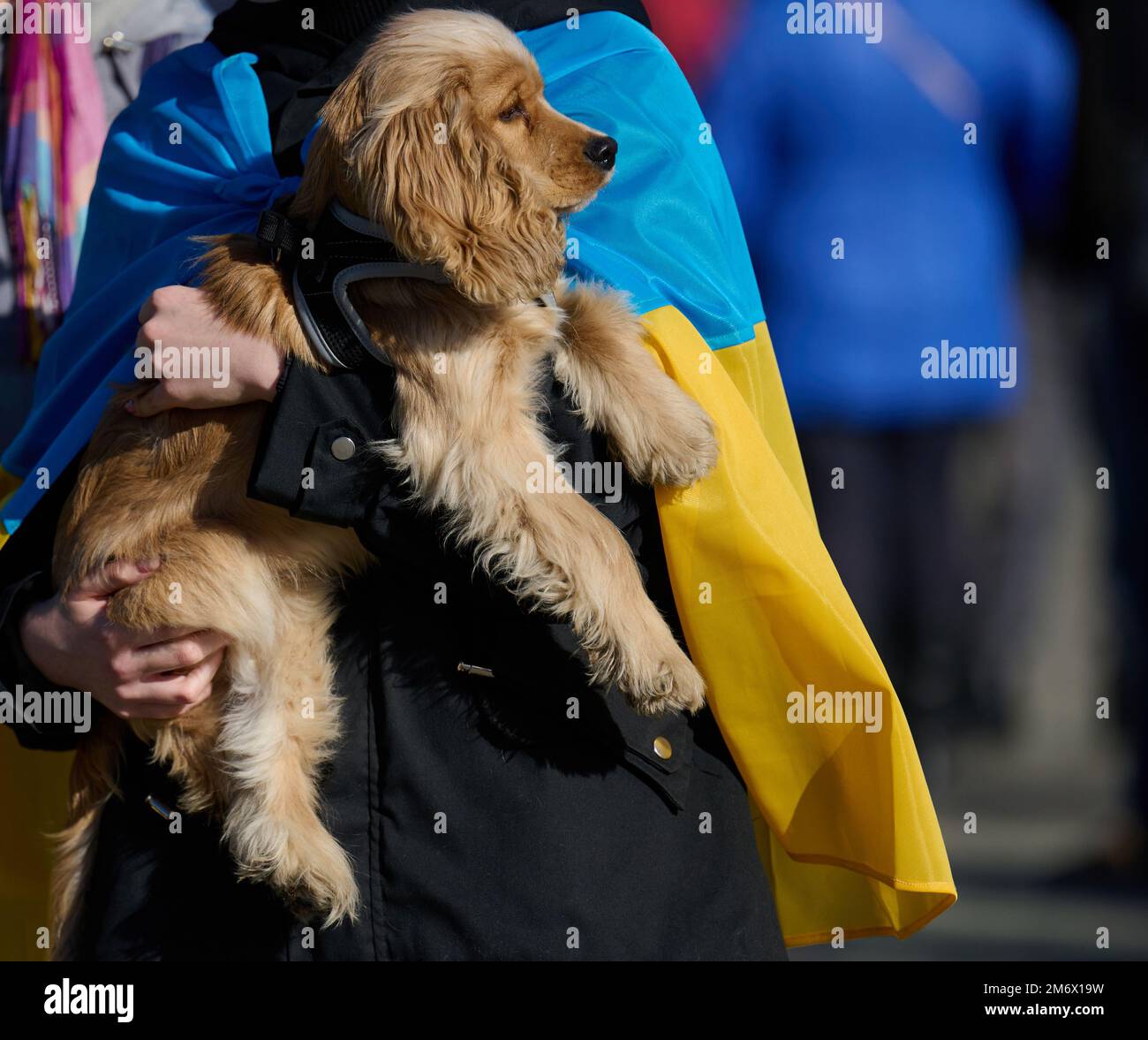 Holding dog in arms hi-res stock photography and images - Alamy