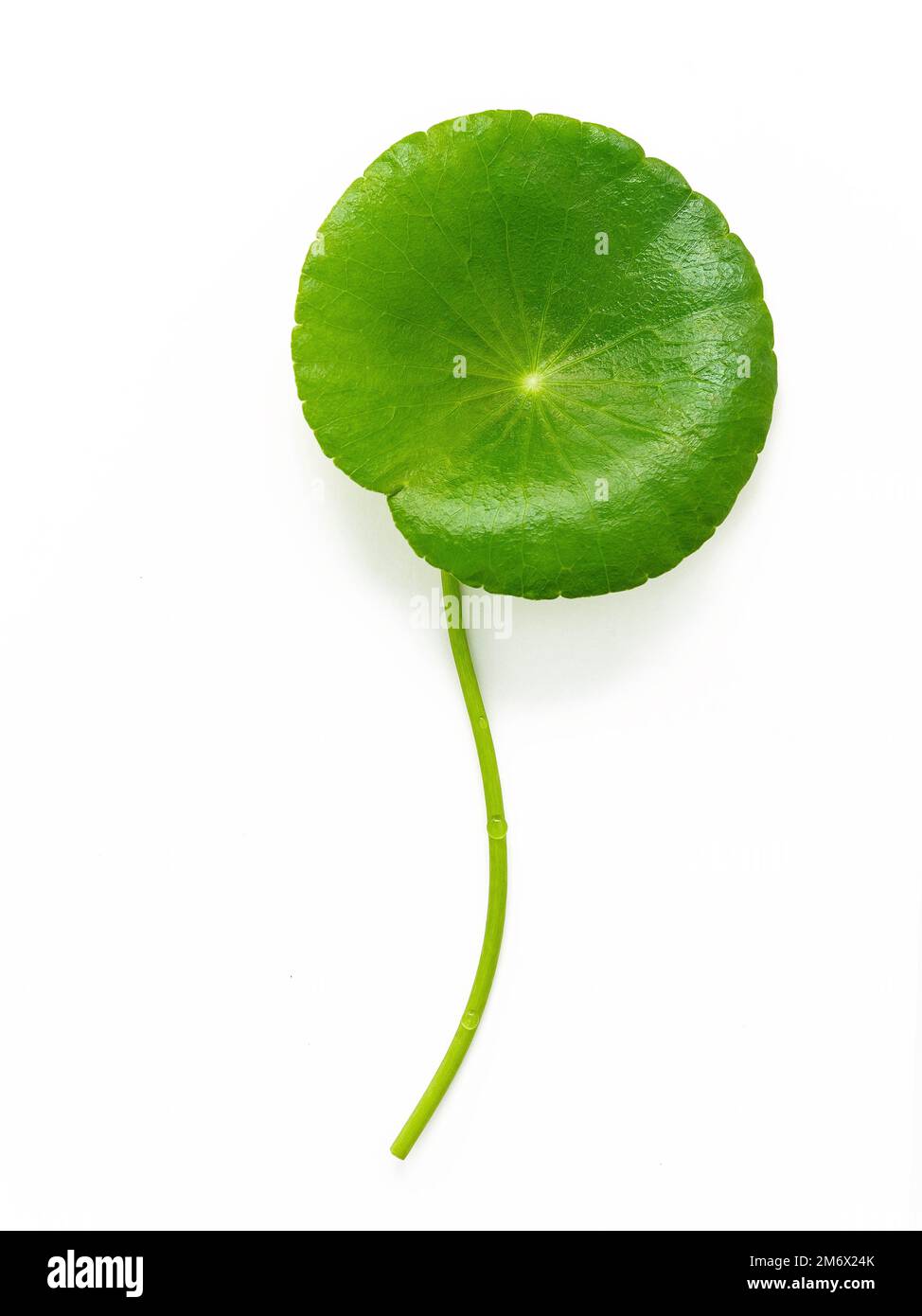 Close up centella asiatica leaves with rain drop isolated on white ...