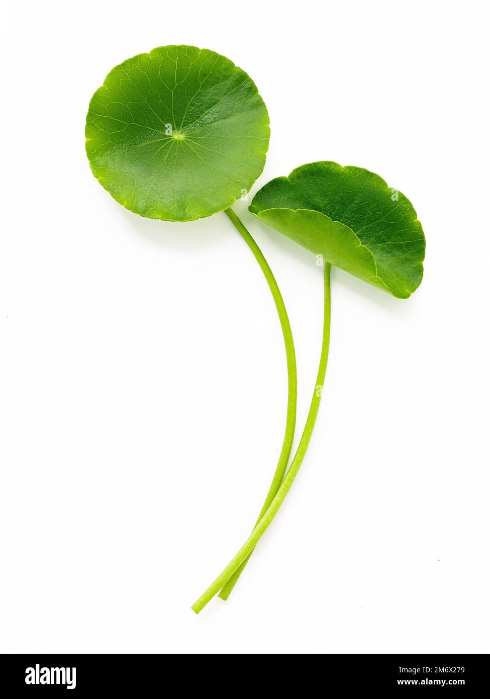 Centella asiatica background cosmetics Cut Out Stock Images & Pictures ...