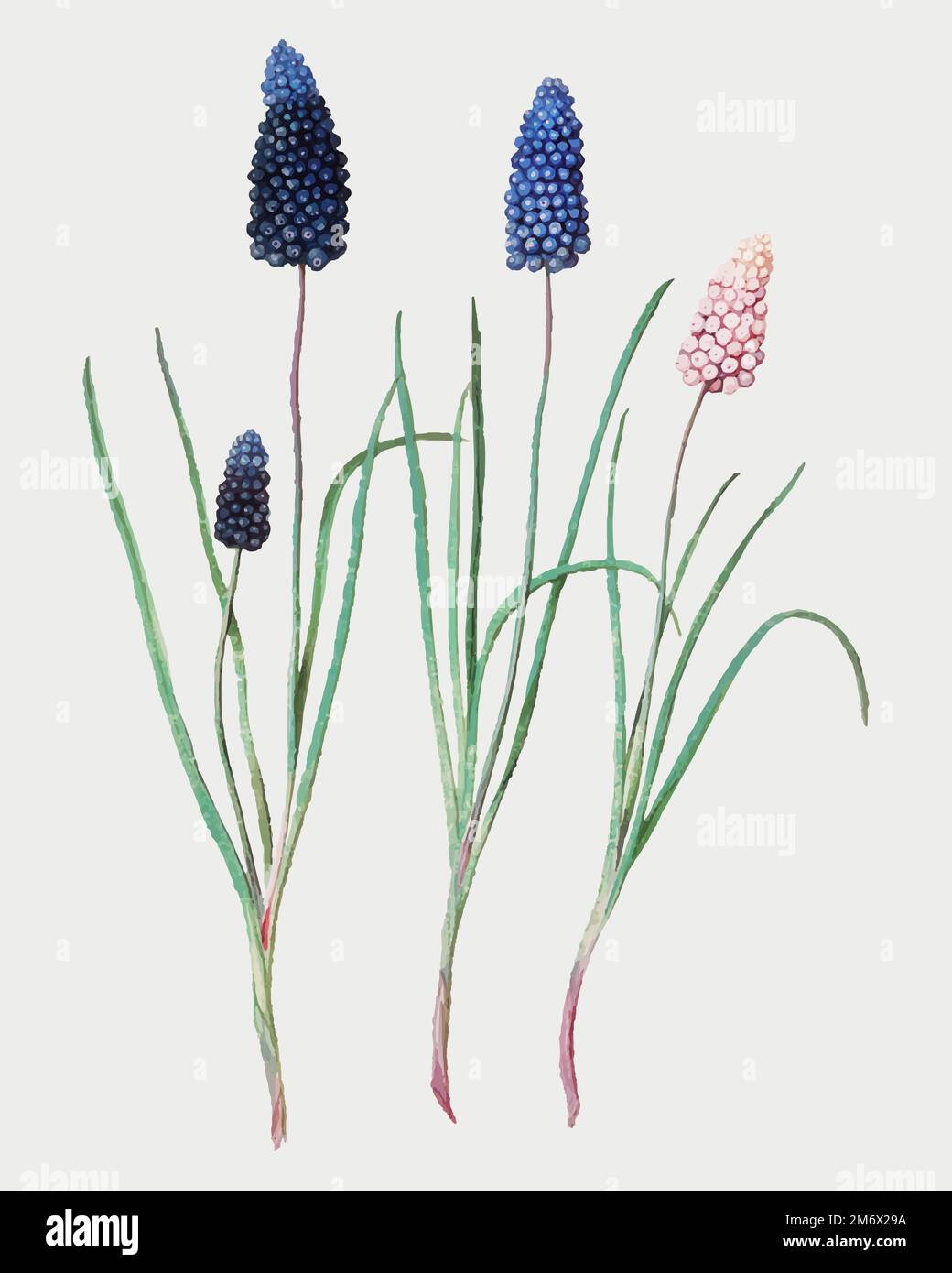 Vintage grape hyacinth flower illustration in vector Stock Vector Image ...