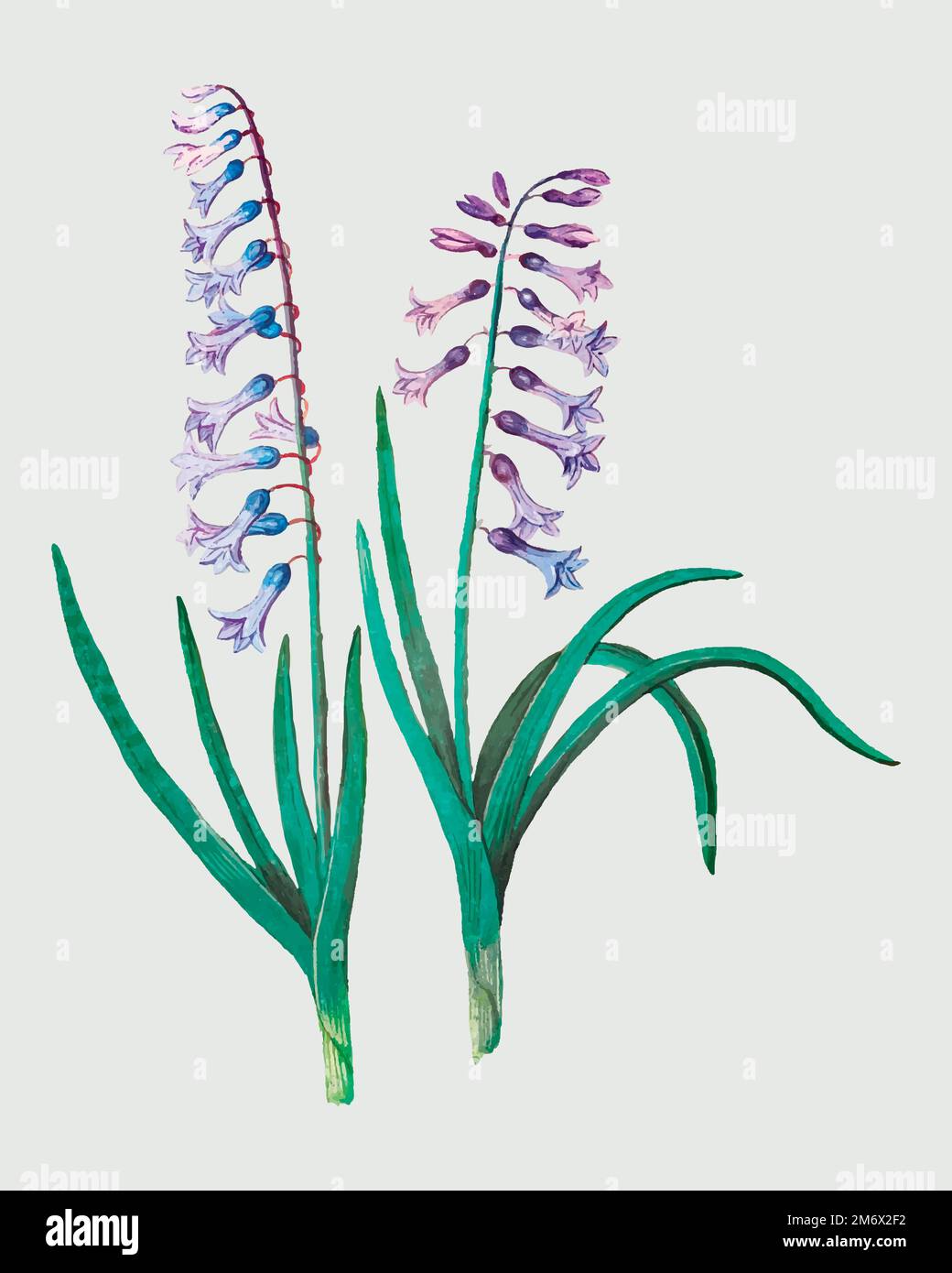 Vintage hyacinth flower illustration in vector Stock Vector Image & Art ...