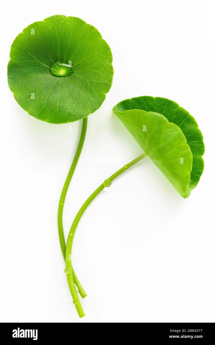 Centella cica hi-res stock photography and images - Alamy