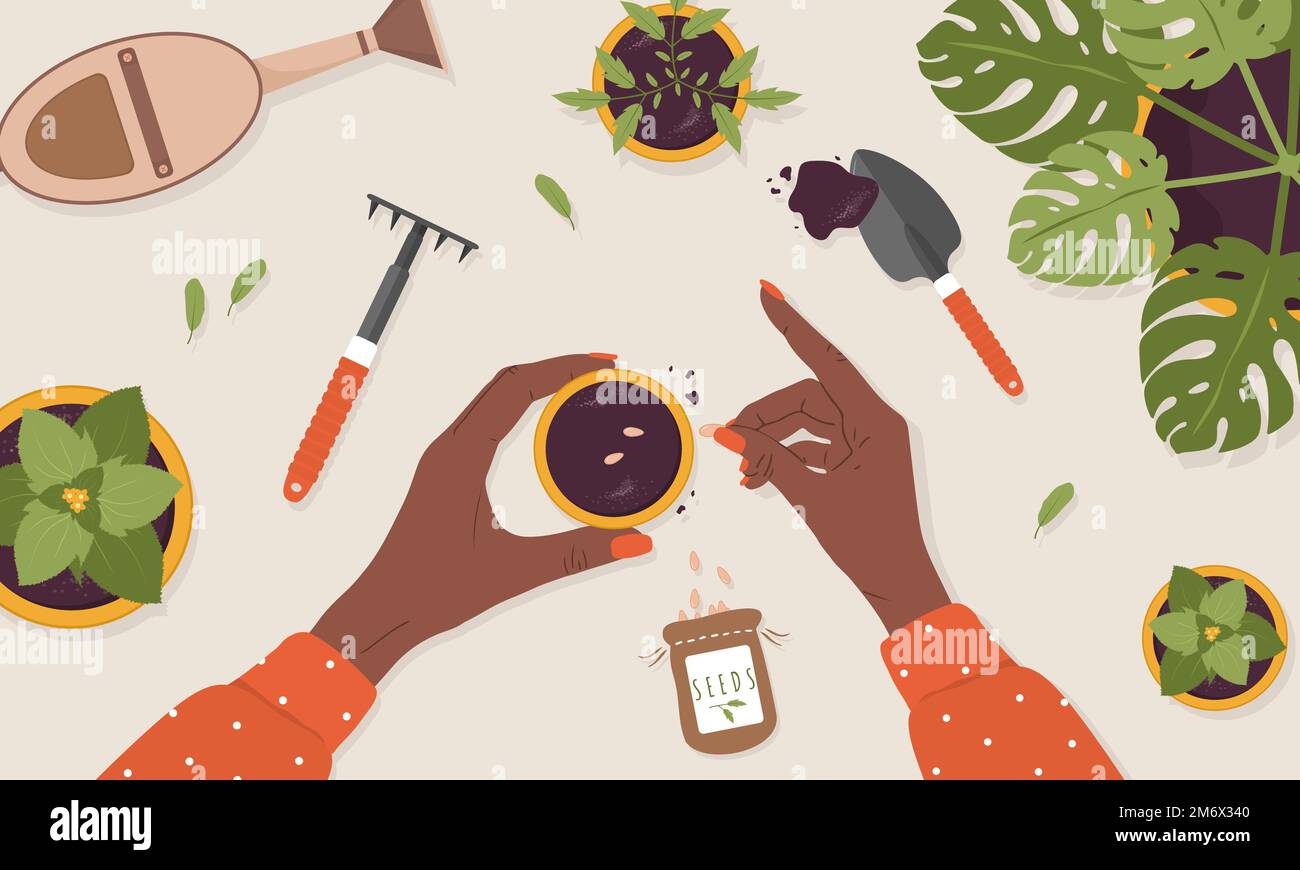 Gardening hobby. African woman plants spring seedlings in the ground ...