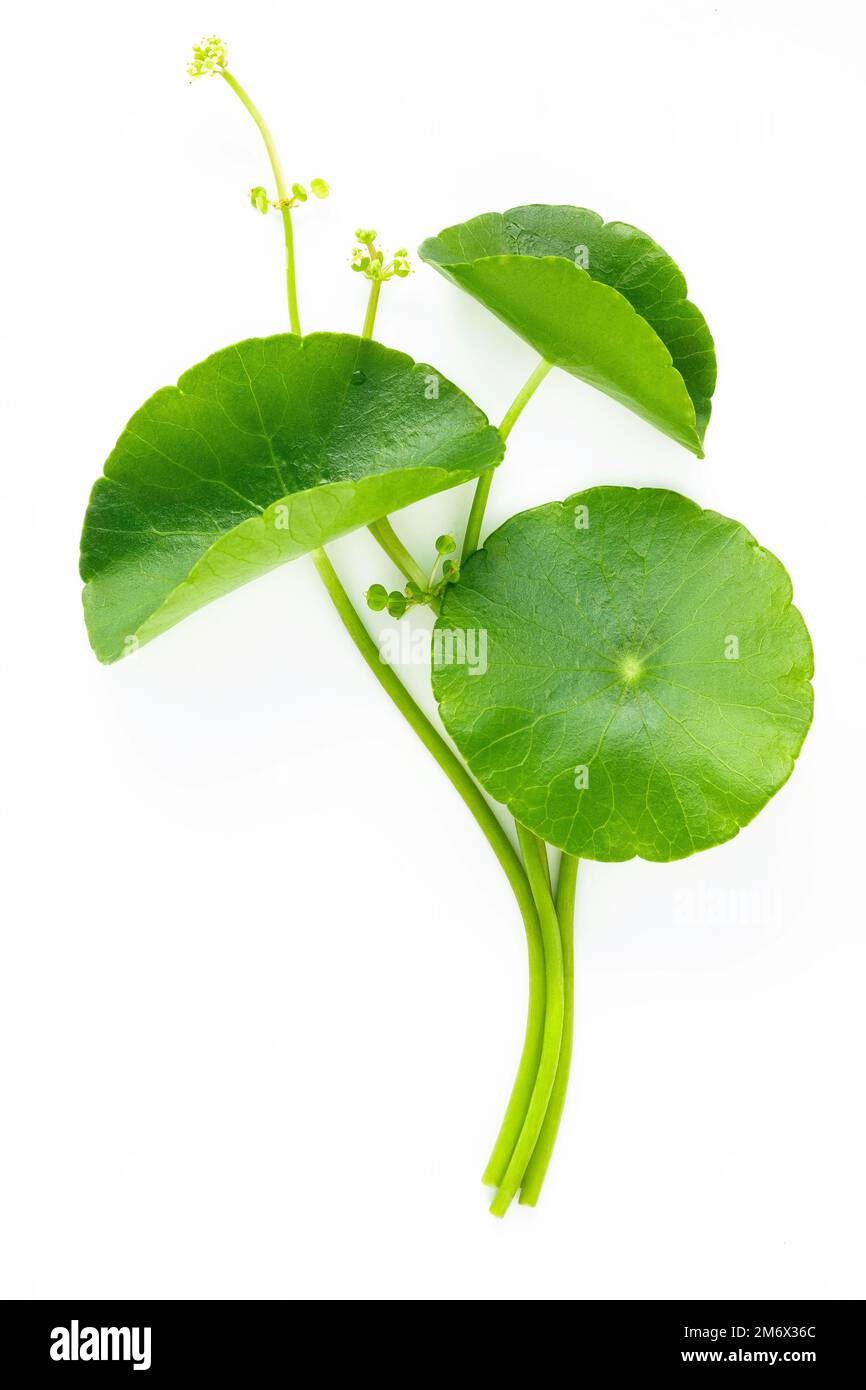 Close up centella asiatica leaves with rain drop isolated on white ...
