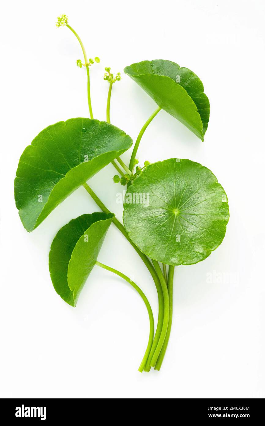 Close up centella asiatica leaves with rain drop isolated on white ...