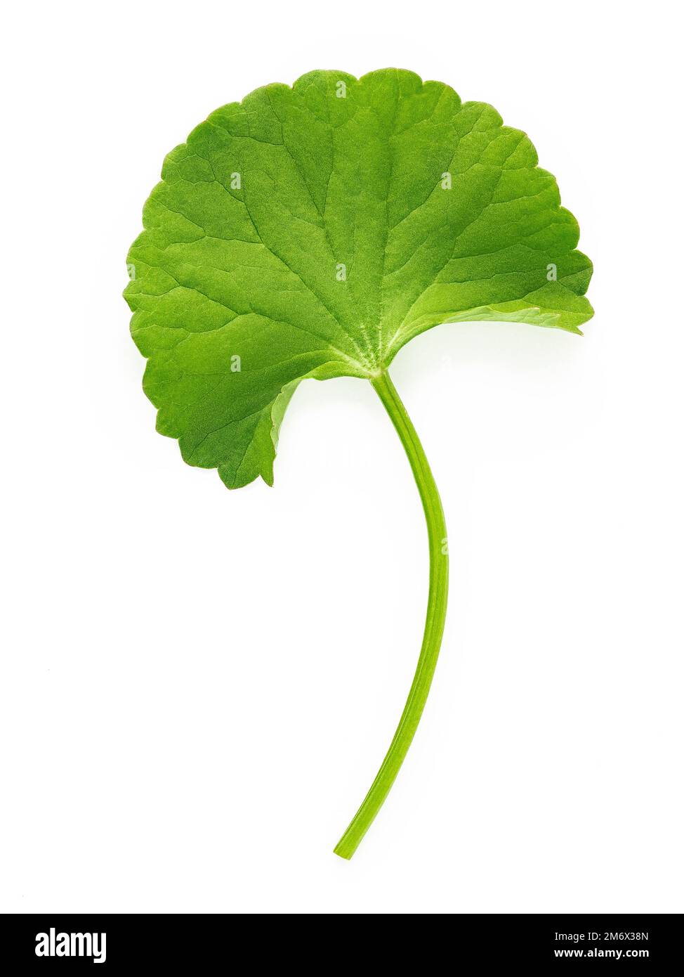 Close up centella asiatica leaves isolated on white background top view ...